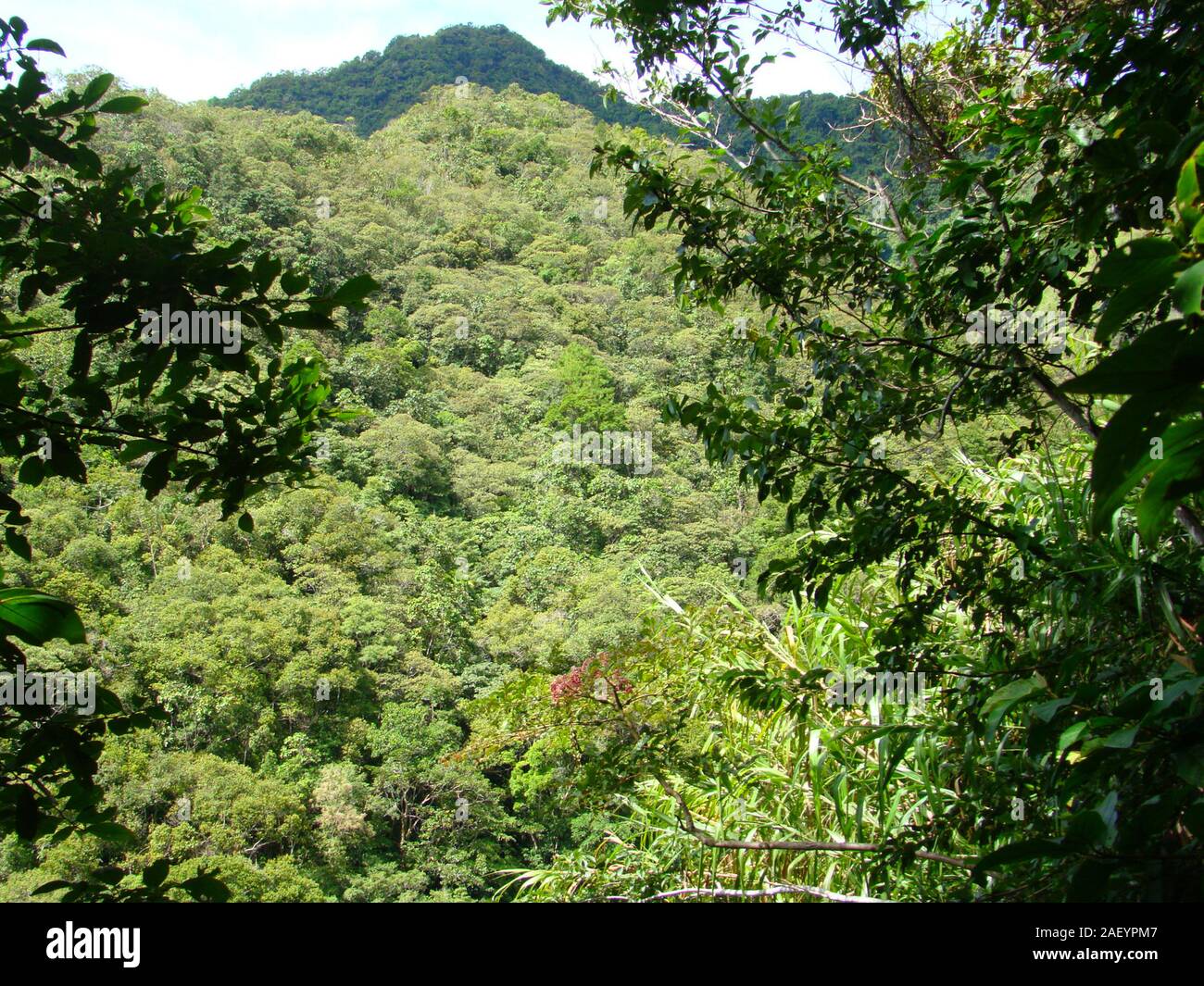 Logging rainforest south asia hi-res stock photography and images - Alamy