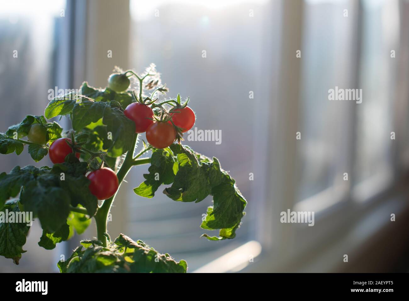 Cherry tomato plant with green and red tomatoes in a pot on the windowsill on a balcony, urban ...
