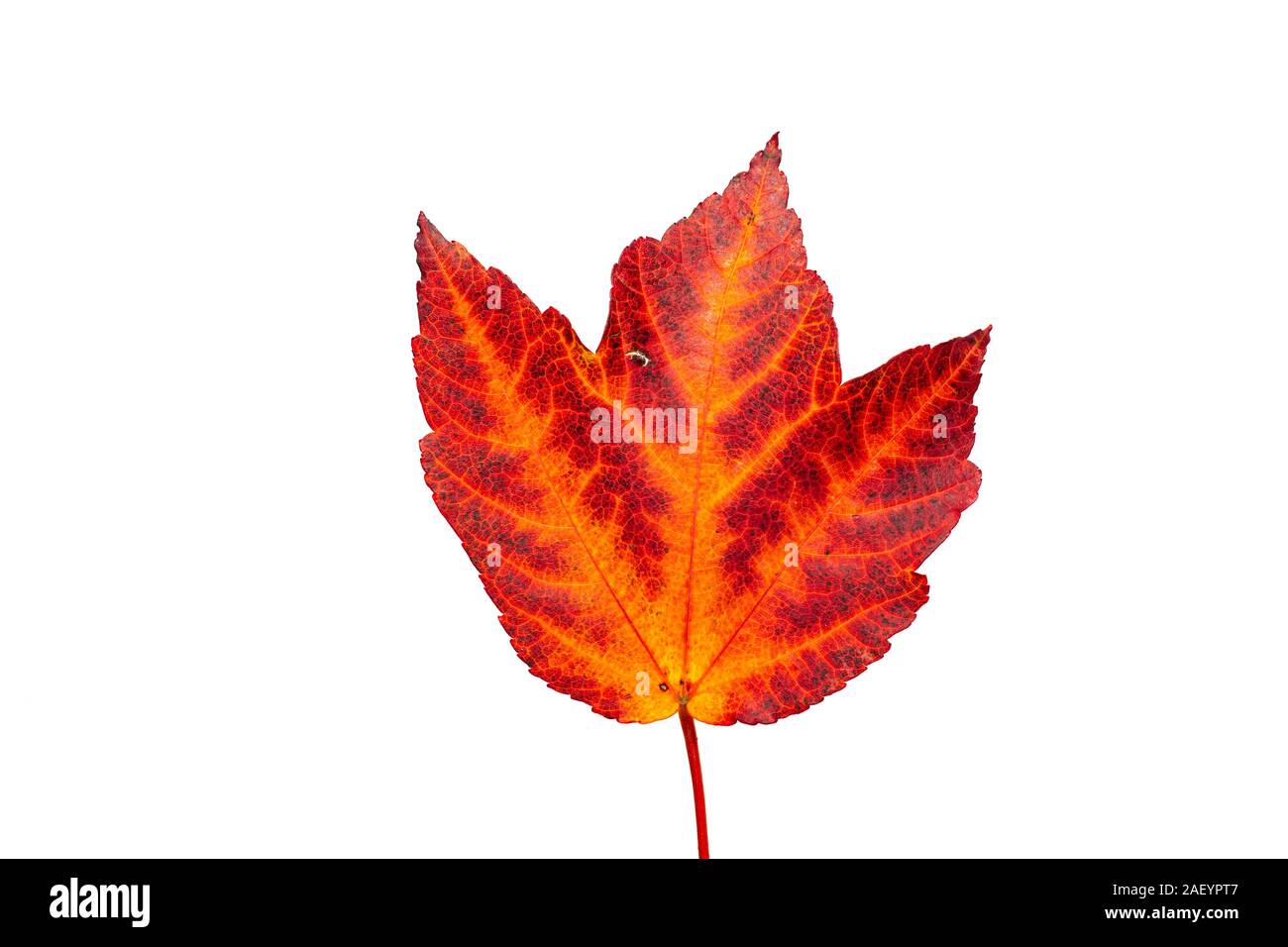 Canadian maple leaf white background hi-res stock photography and ...