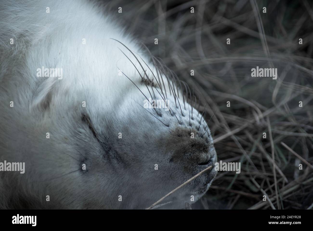 Marine mammal biology hi-res stock photography and images - Alamy