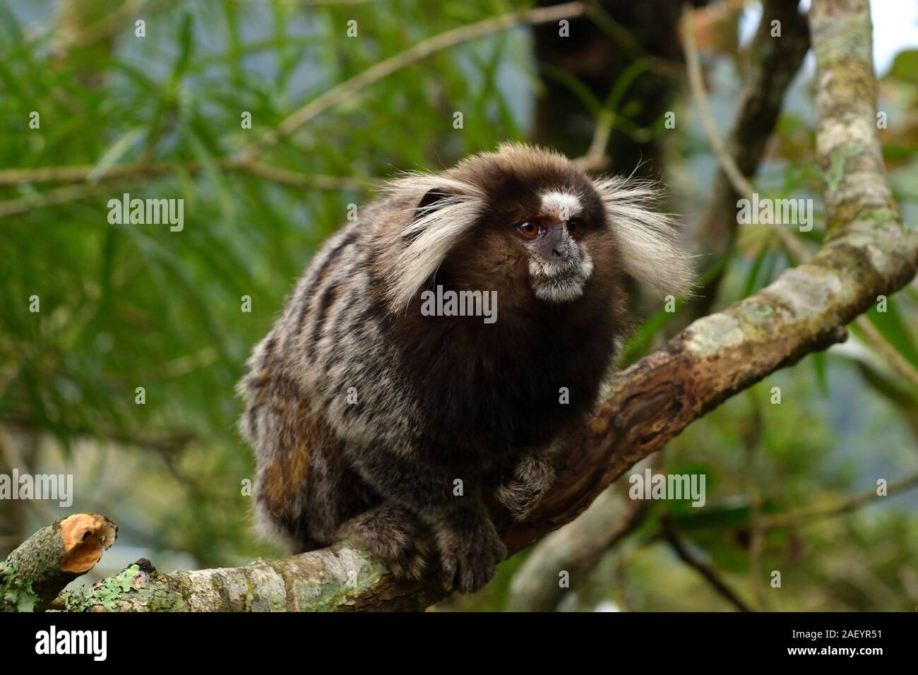 Reptile monkey hi-res stock photography and images - Alamy