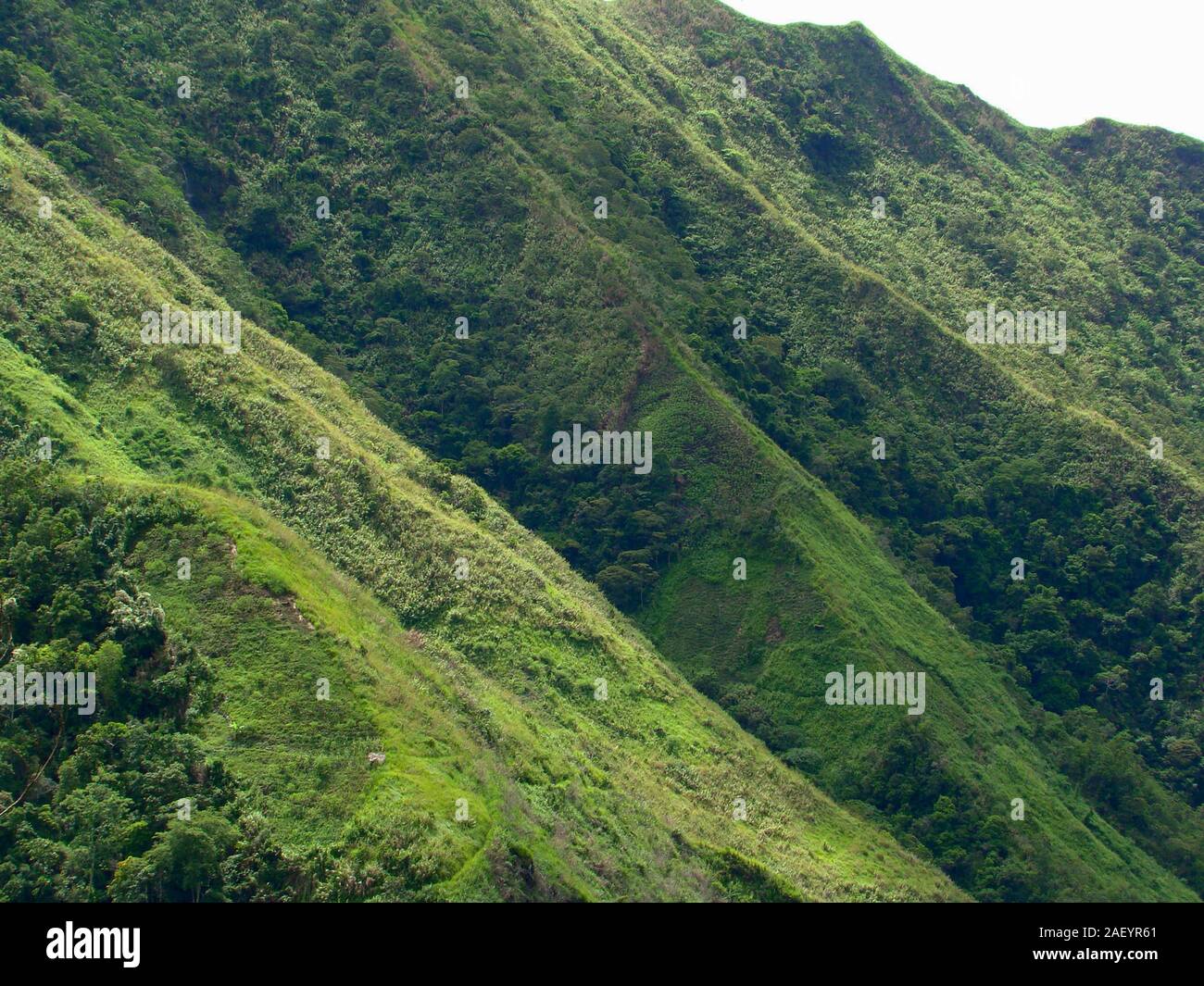 Mountains near Banaue: a patchwork of primary rainforest, secondary ...