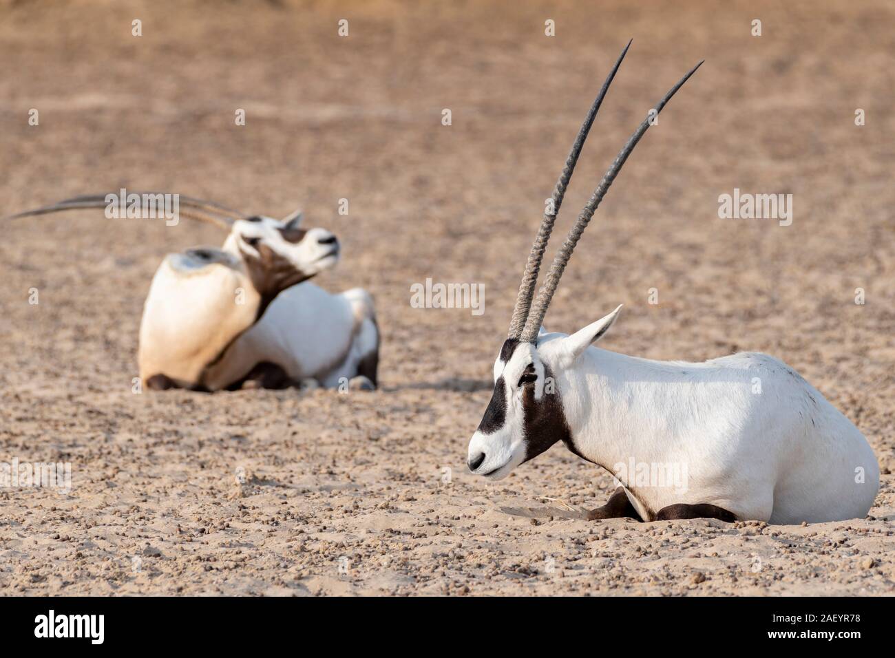 Oryxes hi-res stock photography and images - Alamy