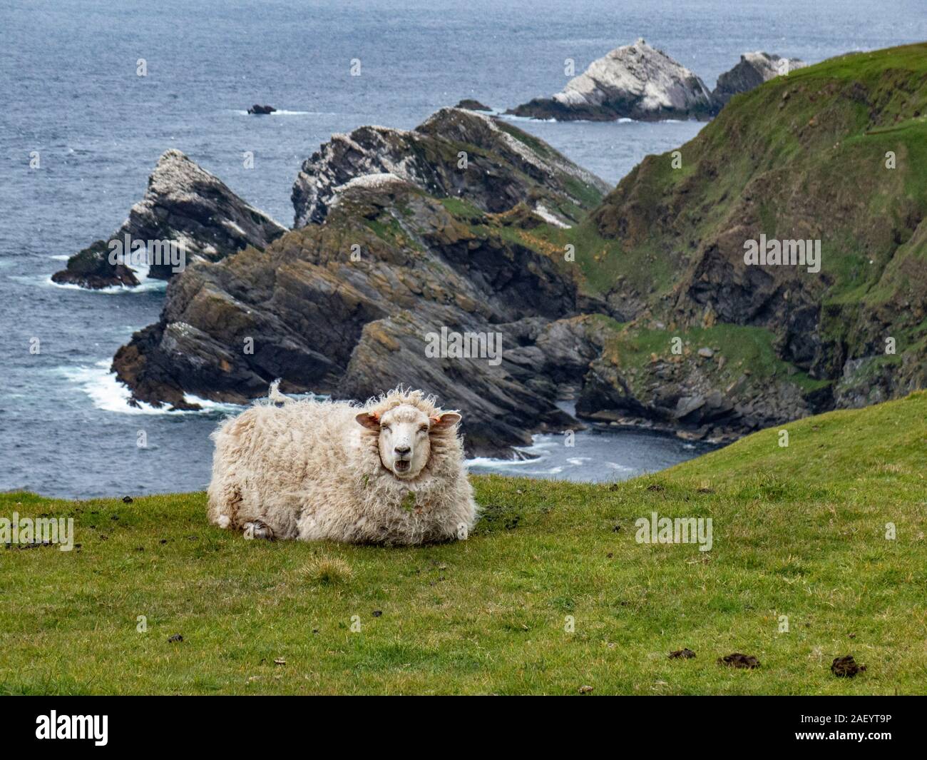 Shetland sheep wool landscape hi-res stock photography and images - Alamy