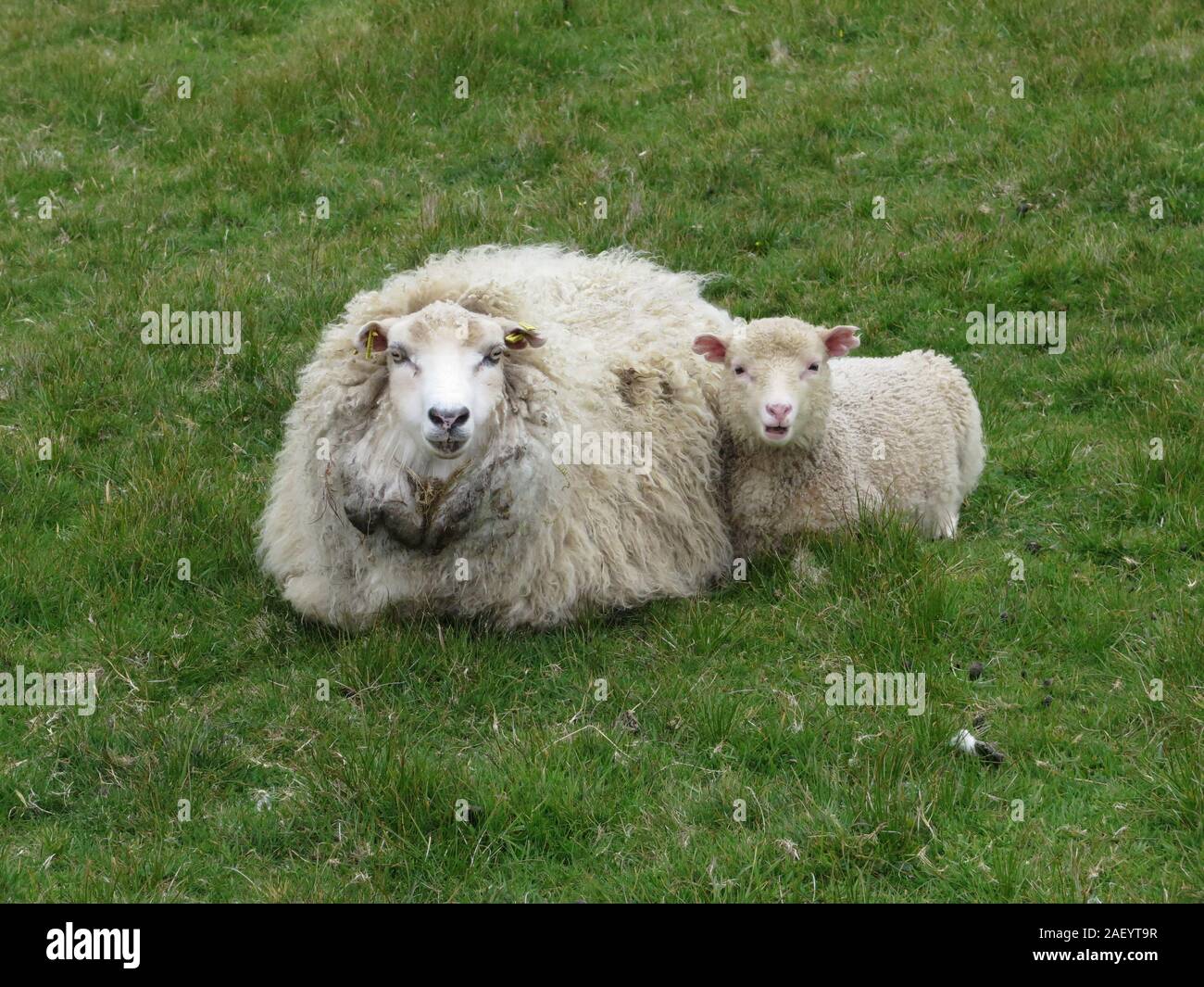 Shetland sheep mother lamb hi-res stock photography and images - Alamy