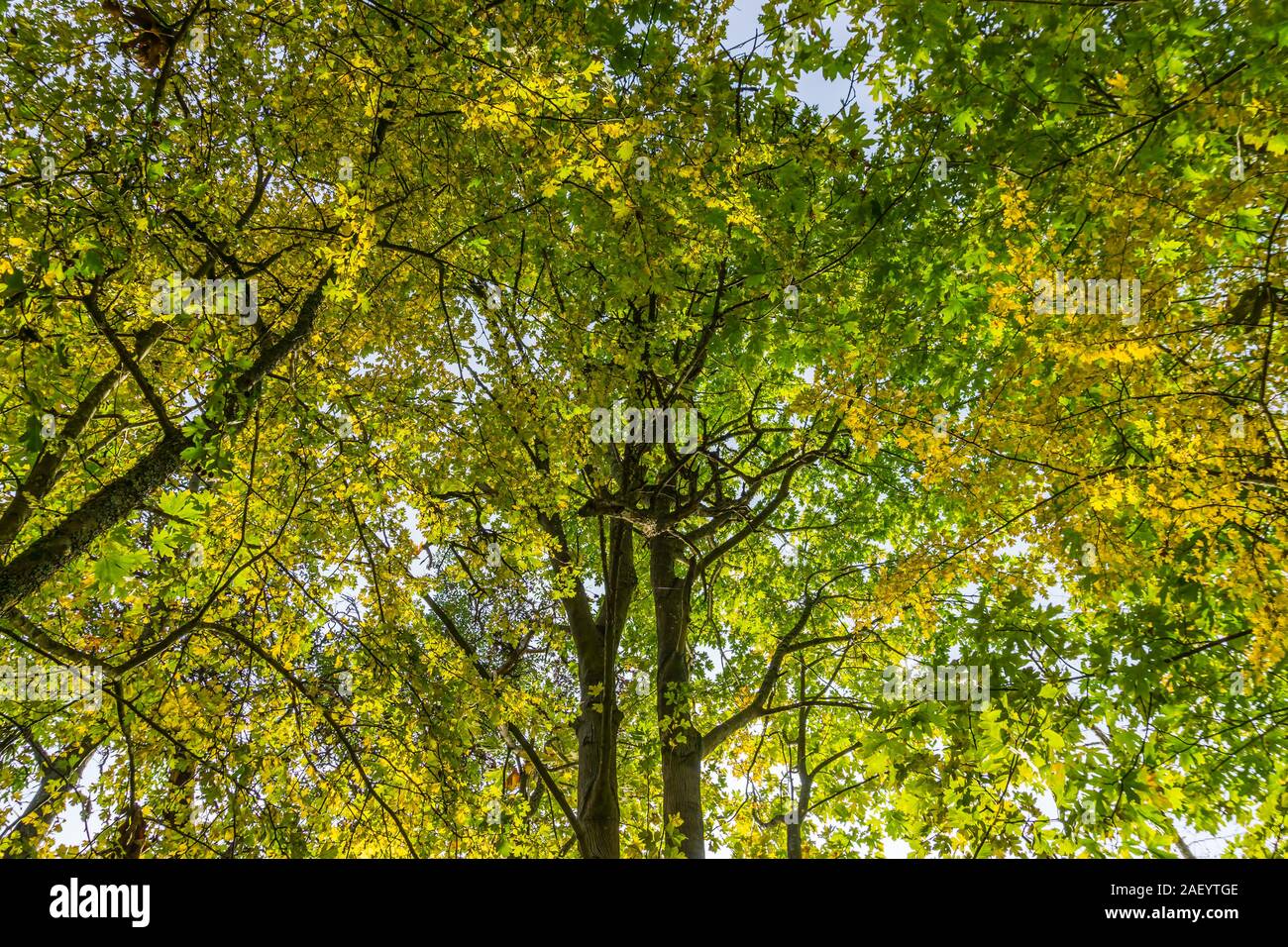 Long and tall hi-res stock photography and images - Alamy