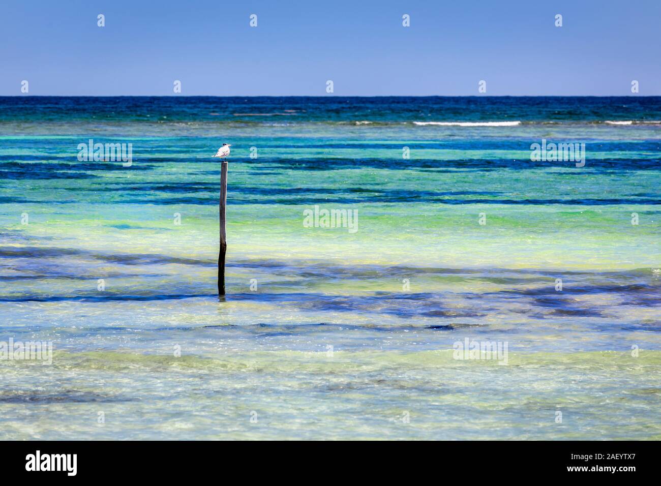 Lone bird hi-res stock photography and images - Alamy