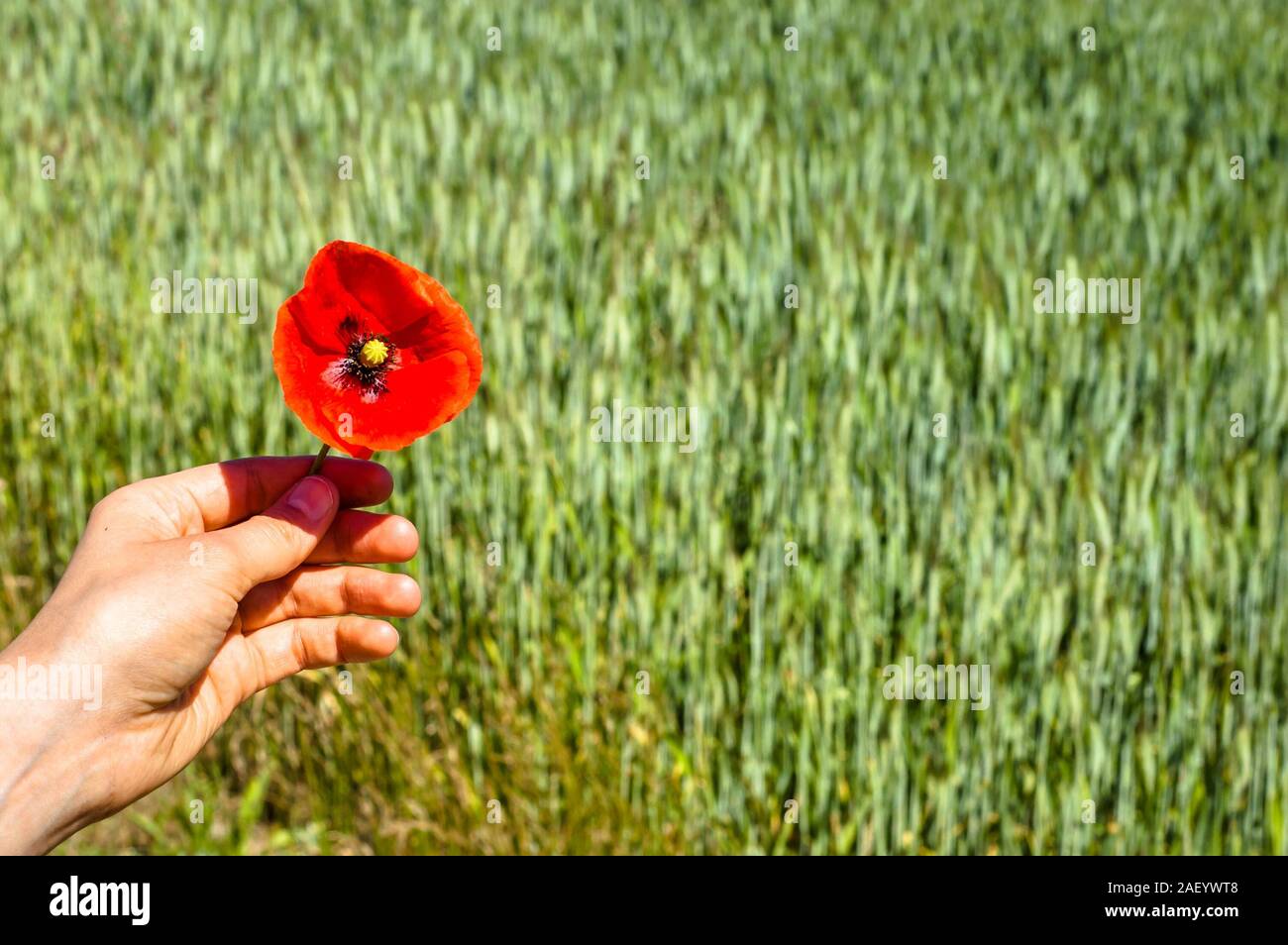 Hand holding poppy hi-res stock photography and images - Alamy