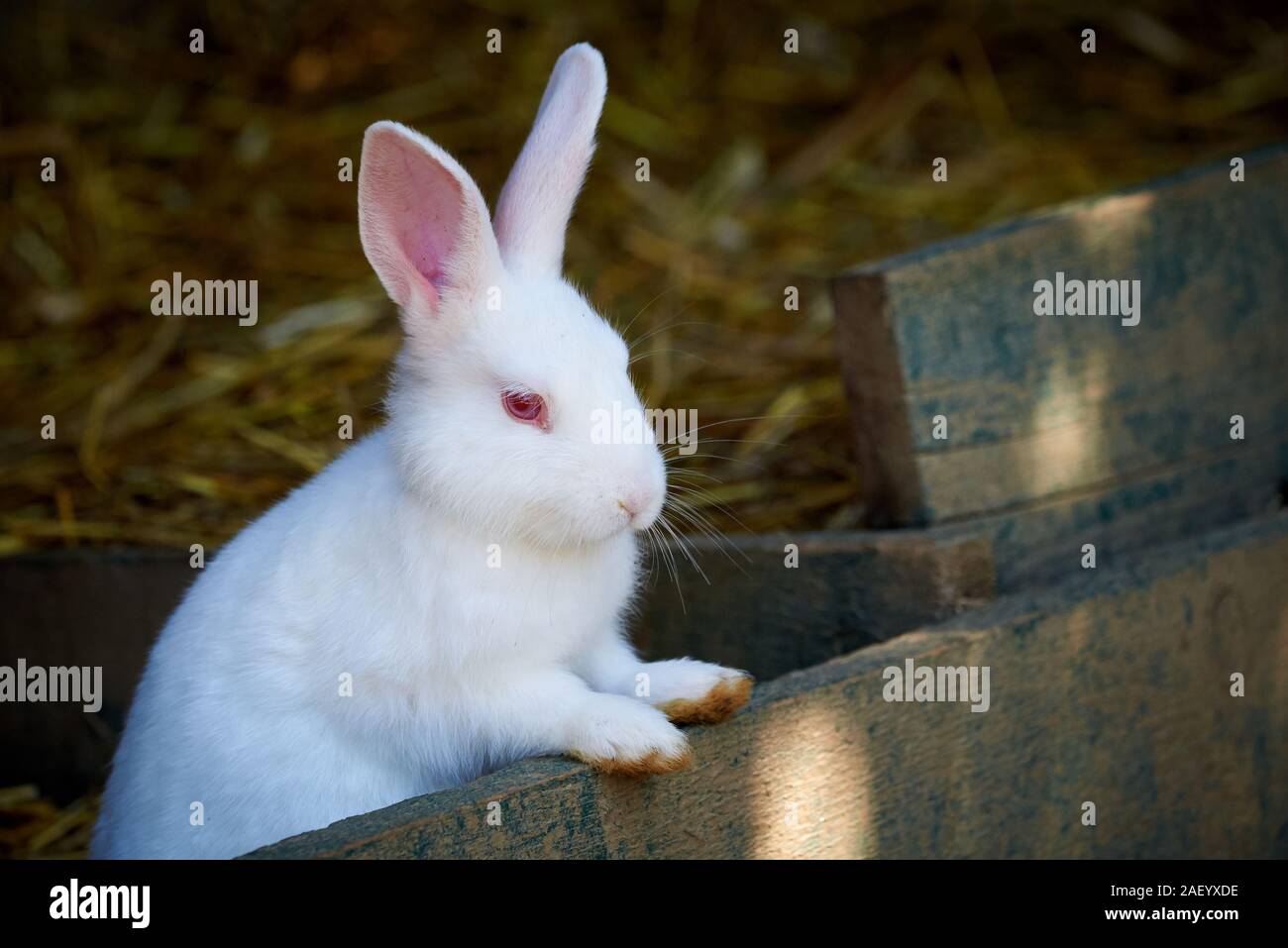 Closeup of a Cute Little White Rabbit Stock Photo - Alamy
