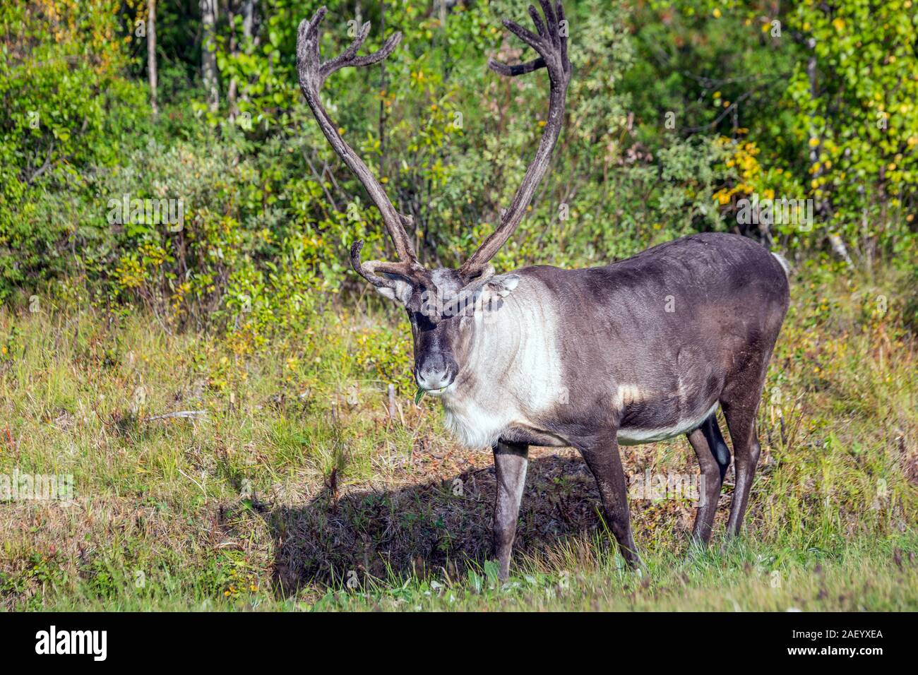 Reindeer accident hi-res stock photography and images - Alamy