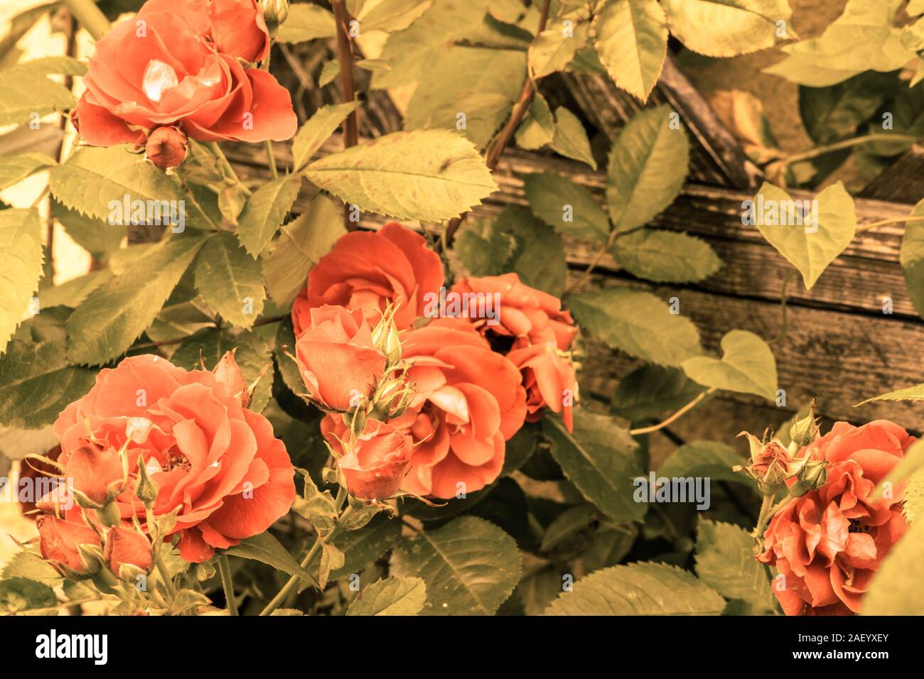 Roses flowers in the garden. Photo of flowers made in vintage style ...