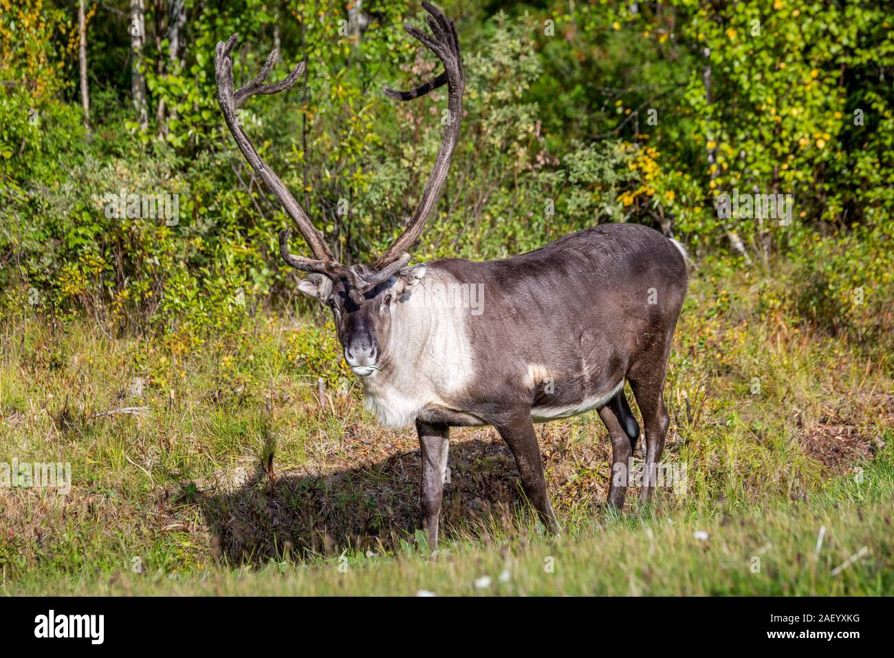 Reindeer accident hi-res stock photography and images - Alamy