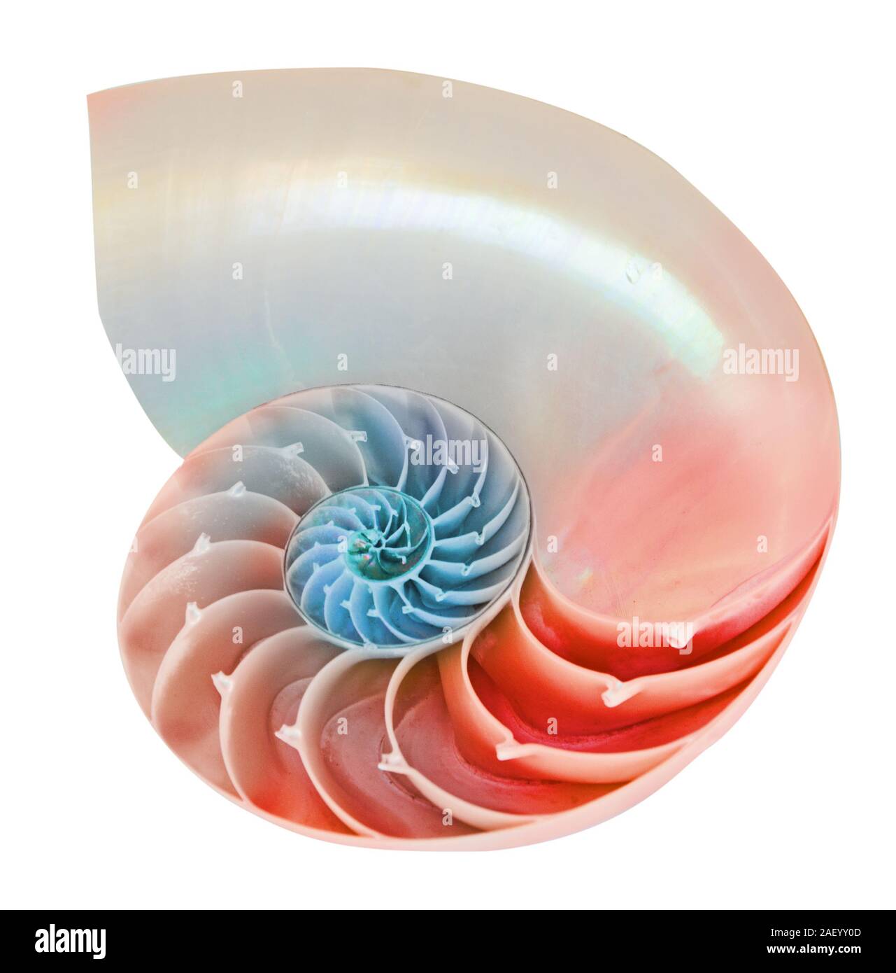 Close up of nautilus shell Stock Photo - Alamy