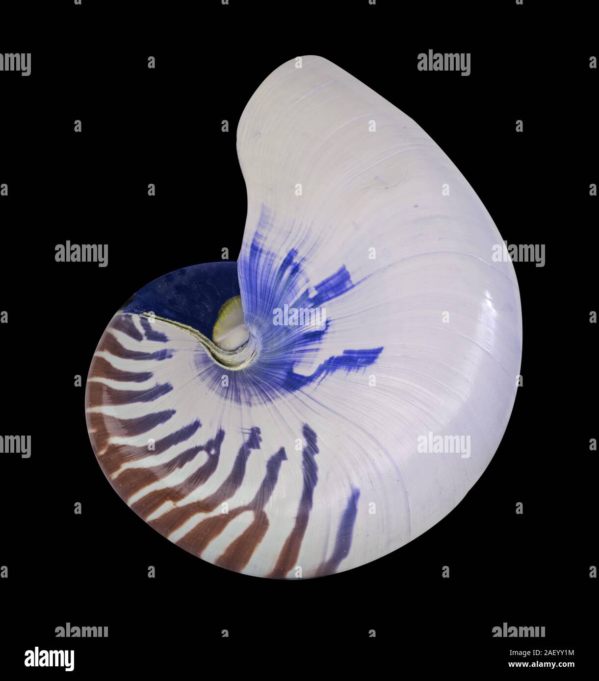 nautilus shell isolated on black background Stock Photo - Alamy