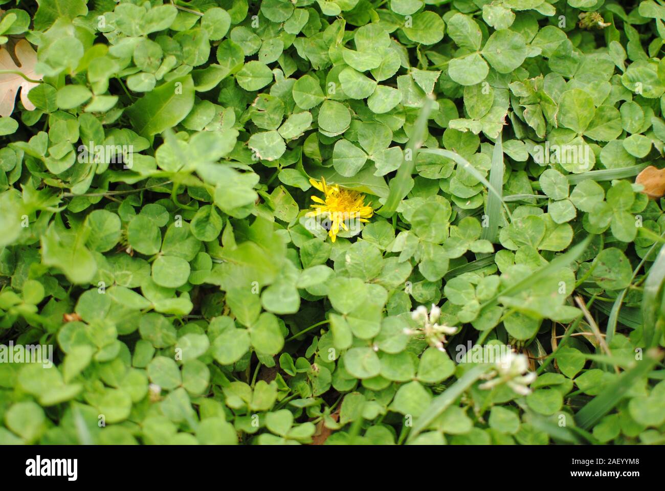 Dandelion and clover hi-res stock photography and images - Alamy