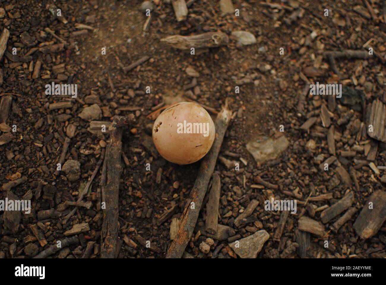 Oak tree ball on the ground with sticks and dirt Stock Photo - Alamy