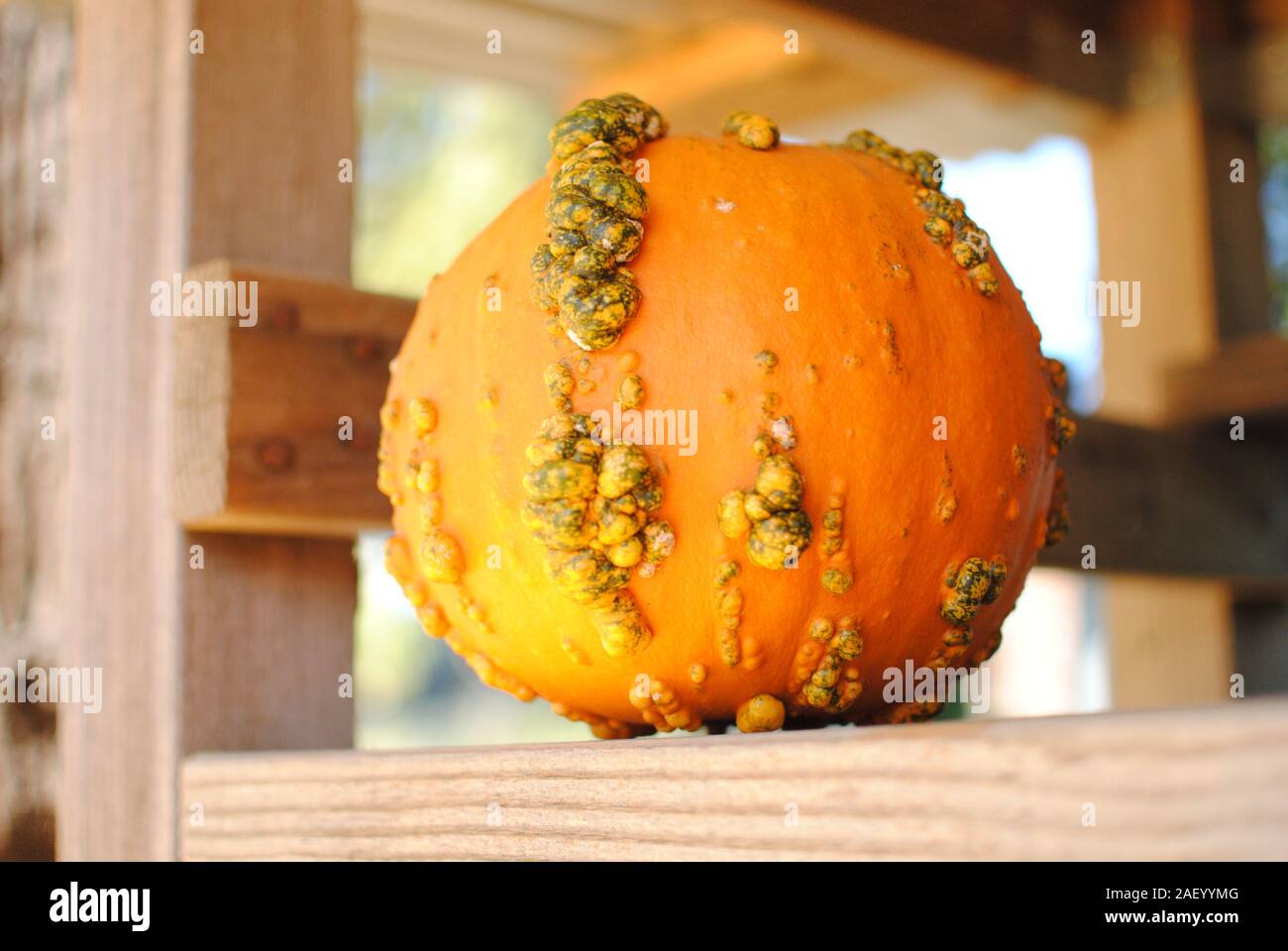 Bumpy pumpkin hi-res stock photography and images - Alamy