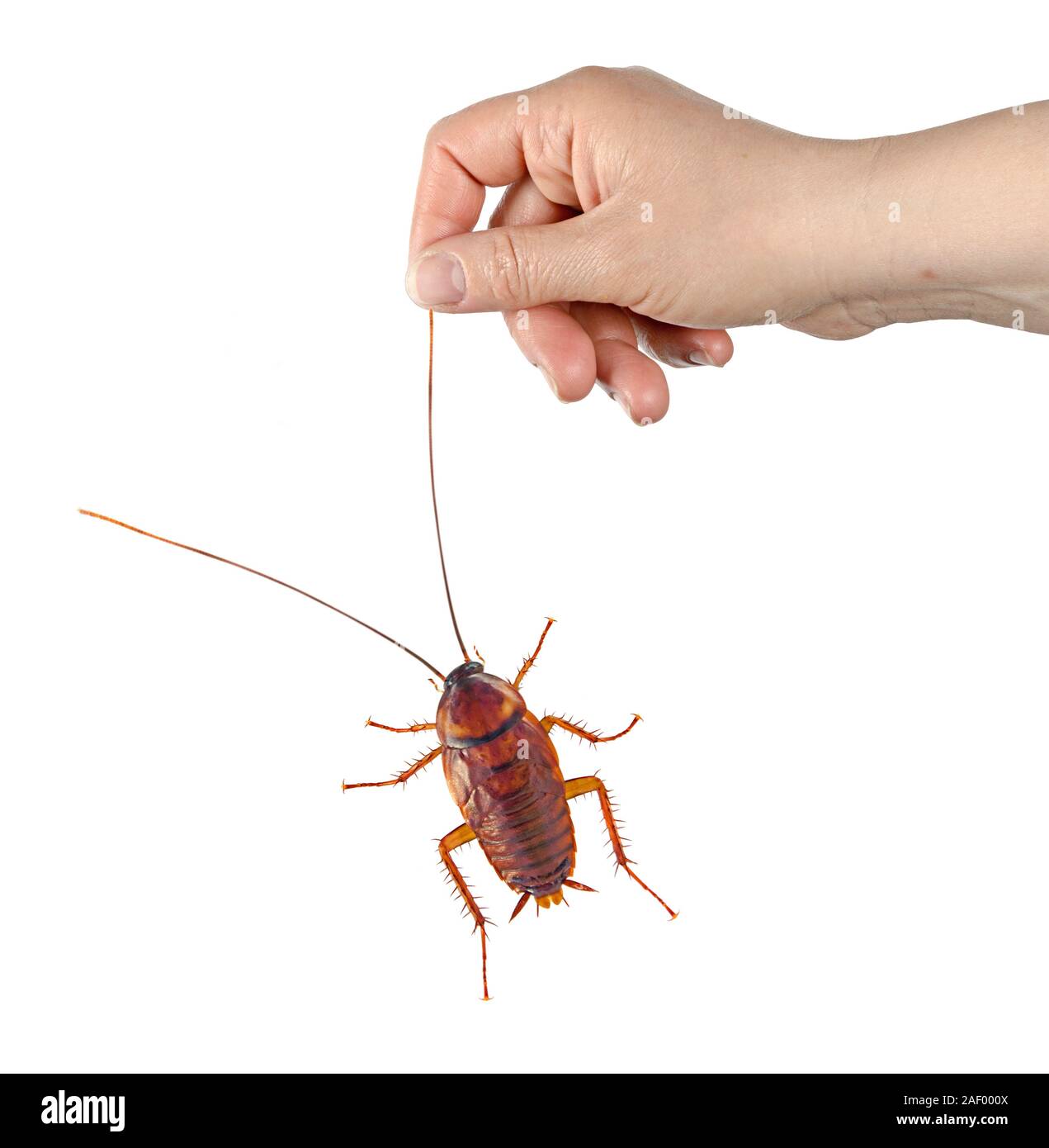 Female cockroach hi-res stock photography and images - Alamy