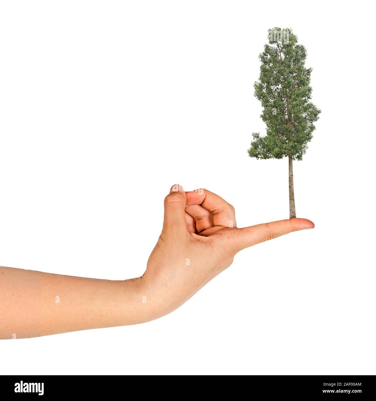 Tree in hands Stock Photo - Alamy