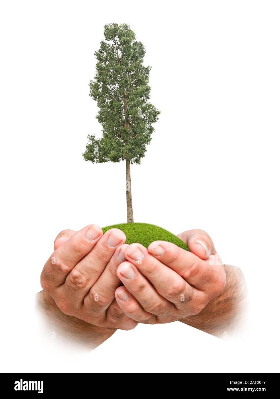 tree in hands Stock Photo - Alamy