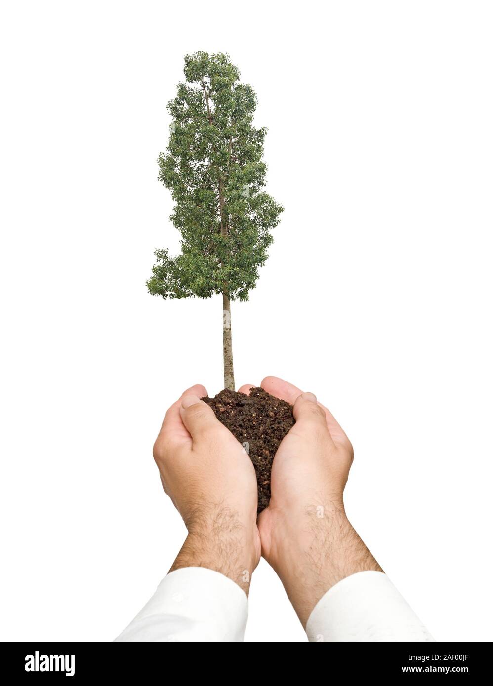 Tree in hands Stock Photo - Alamy