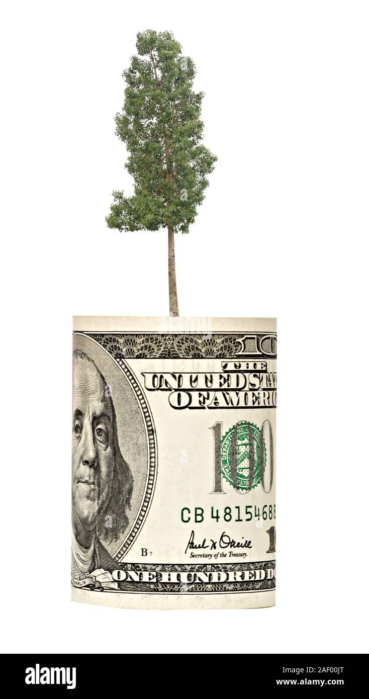 Money tree sapling growing Cut Out Stock Images & Pictures - Alamy