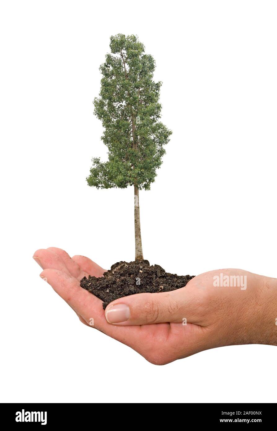 Tree in hands Stock Photo - Alamy