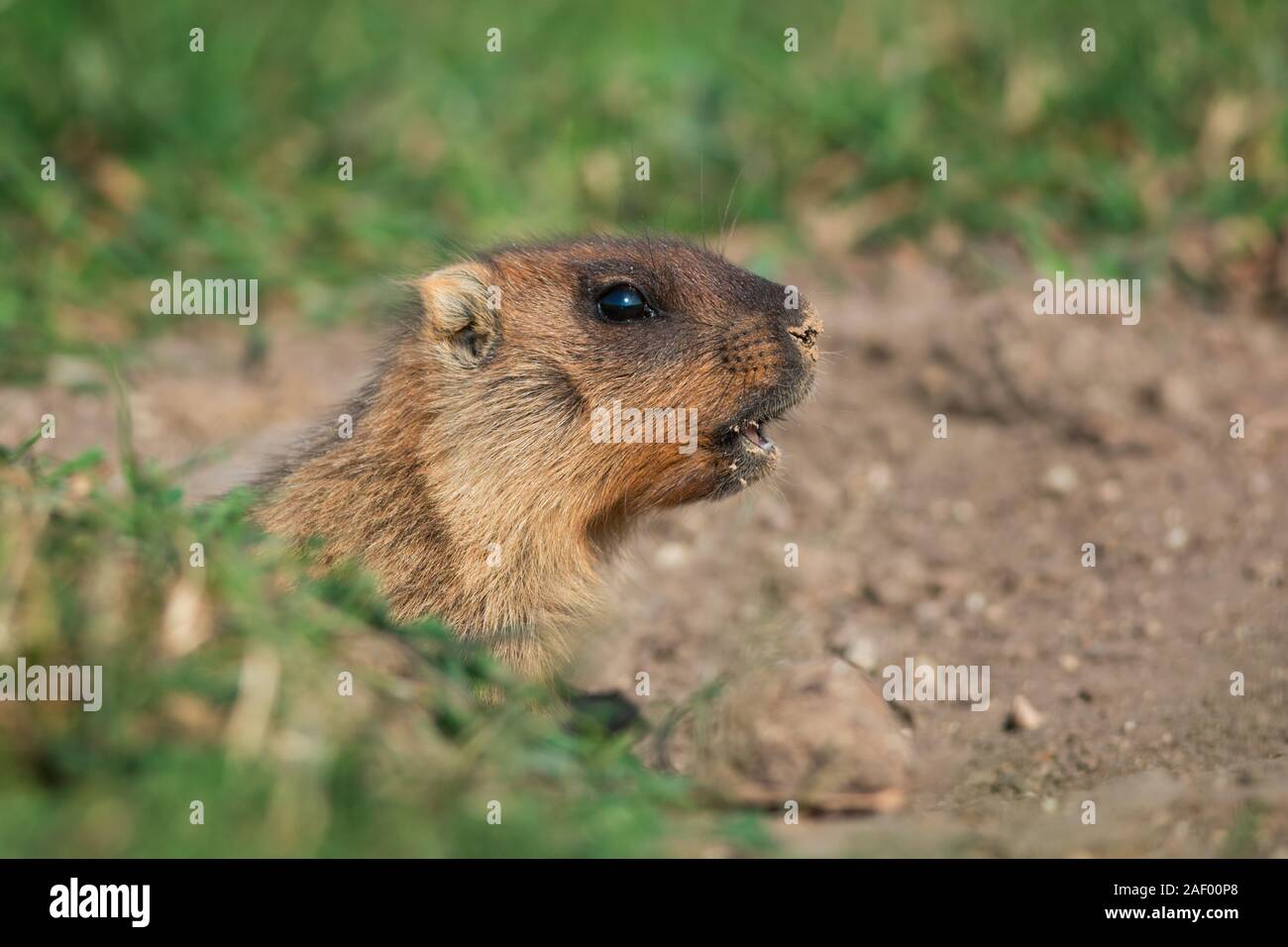 Marmota fauna hi-res stock photography and images - Alamy