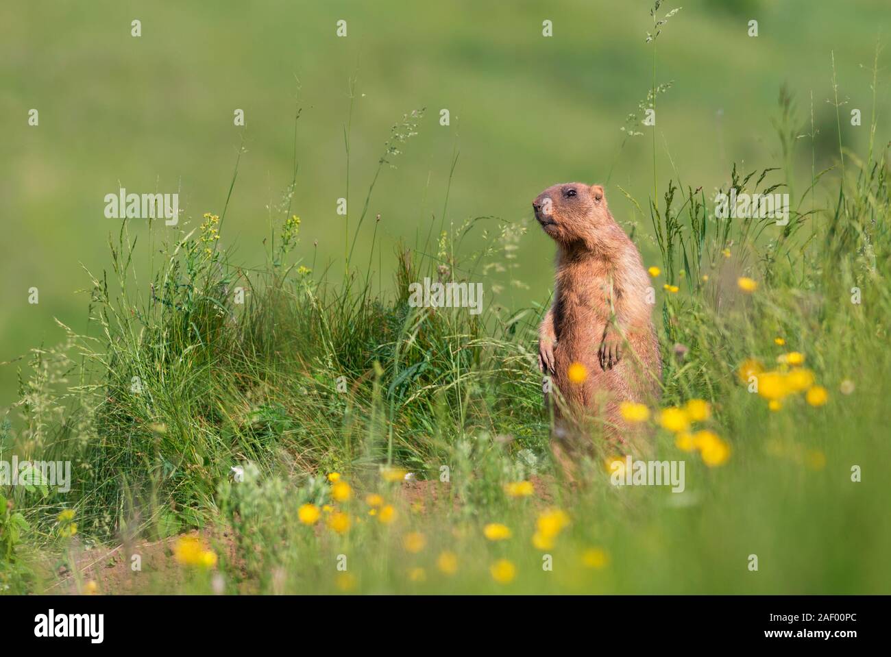 Bobak marmota bobak hi-res stock photography and images - Alamy