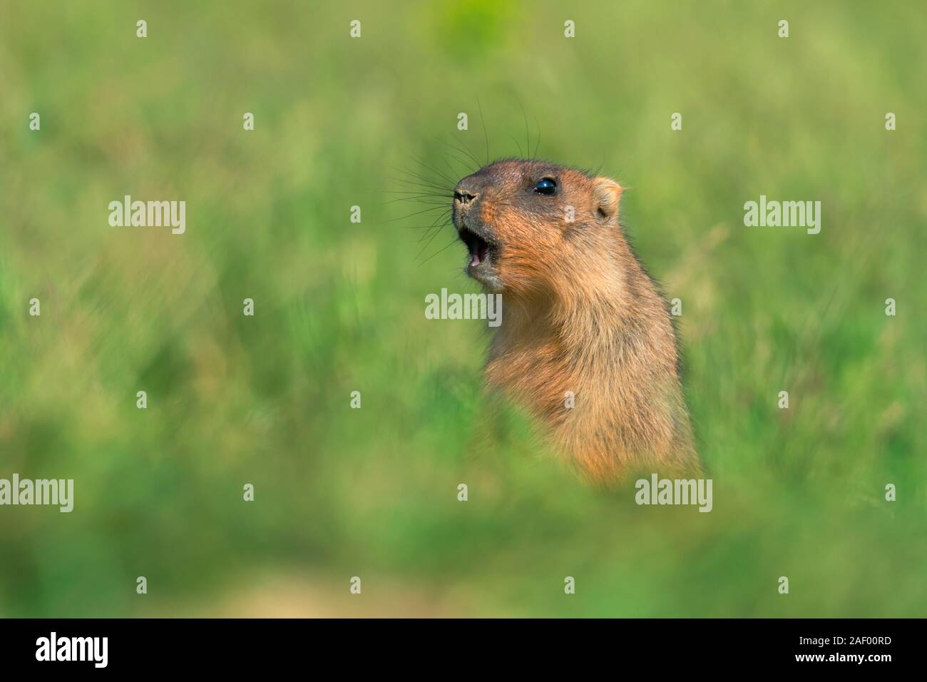 Bobak marmota bobak hi-res stock photography and images - Alamy