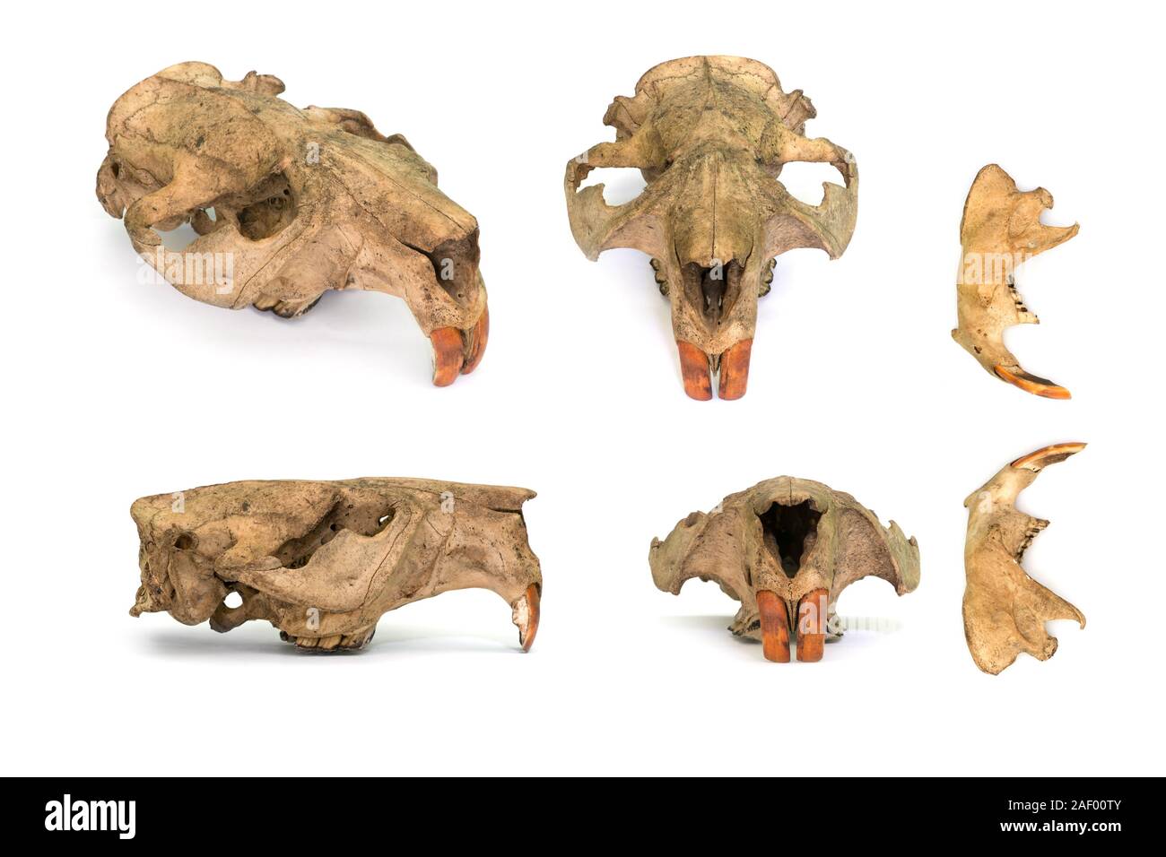 Fiber animals hi-res stock photography and images - Alamy