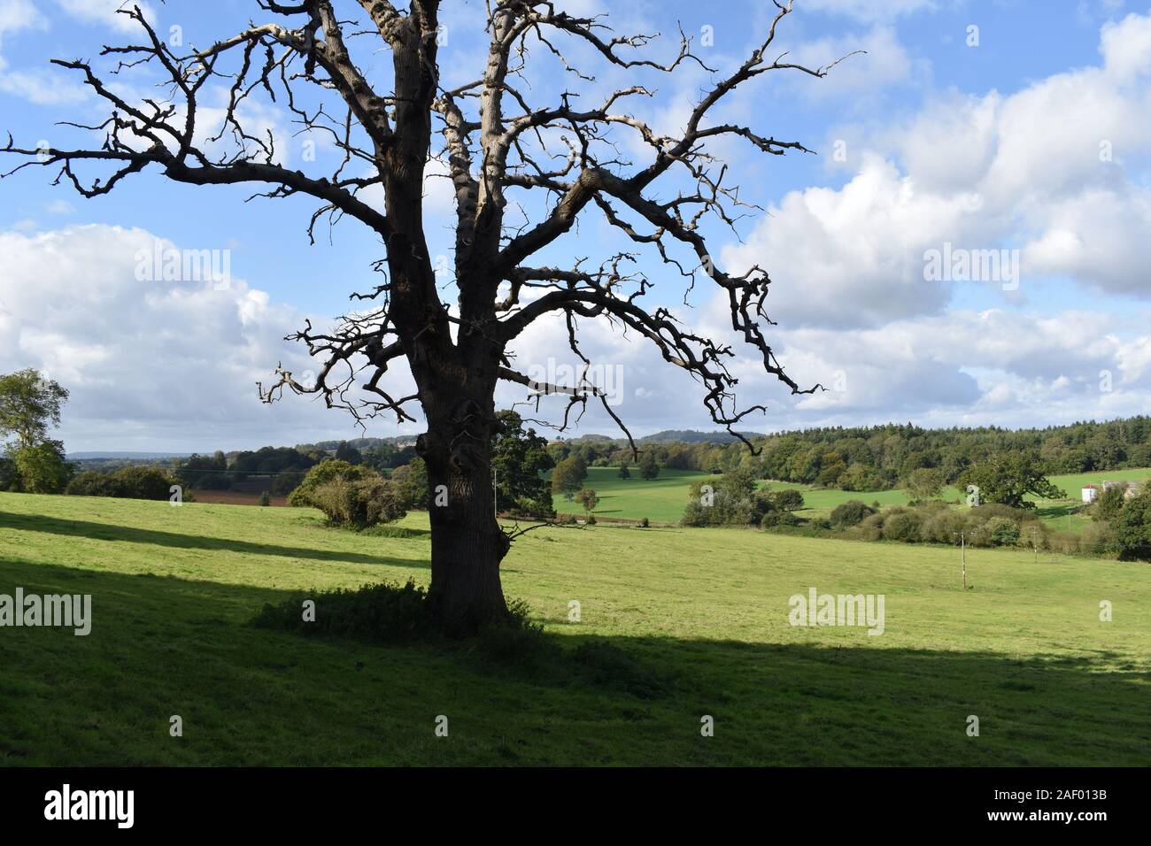 Dead tree, Wardour, Wiltshire Stock Photo - Alamy