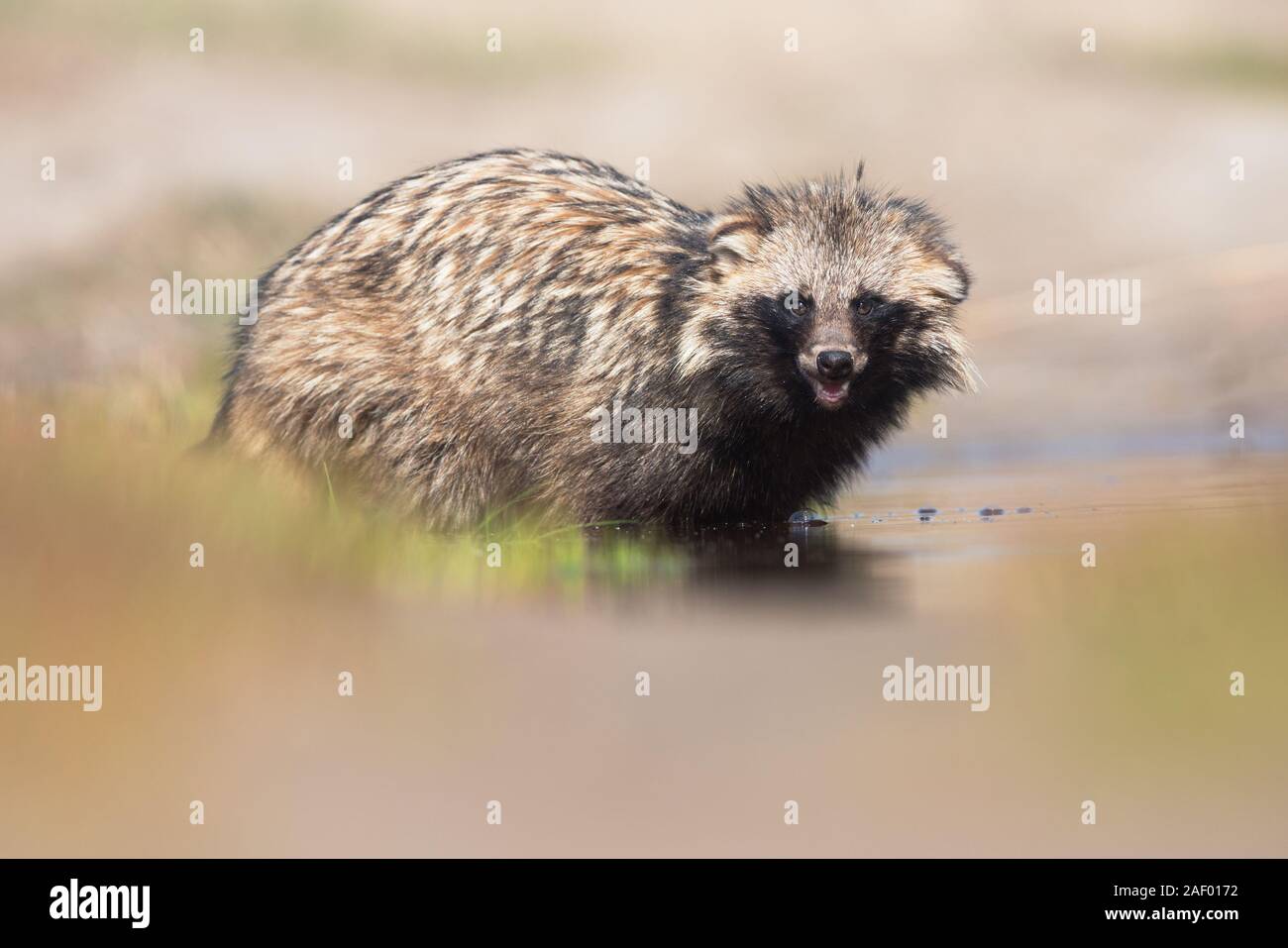 Invasive species dog hi-res stock photography and images - Alamy