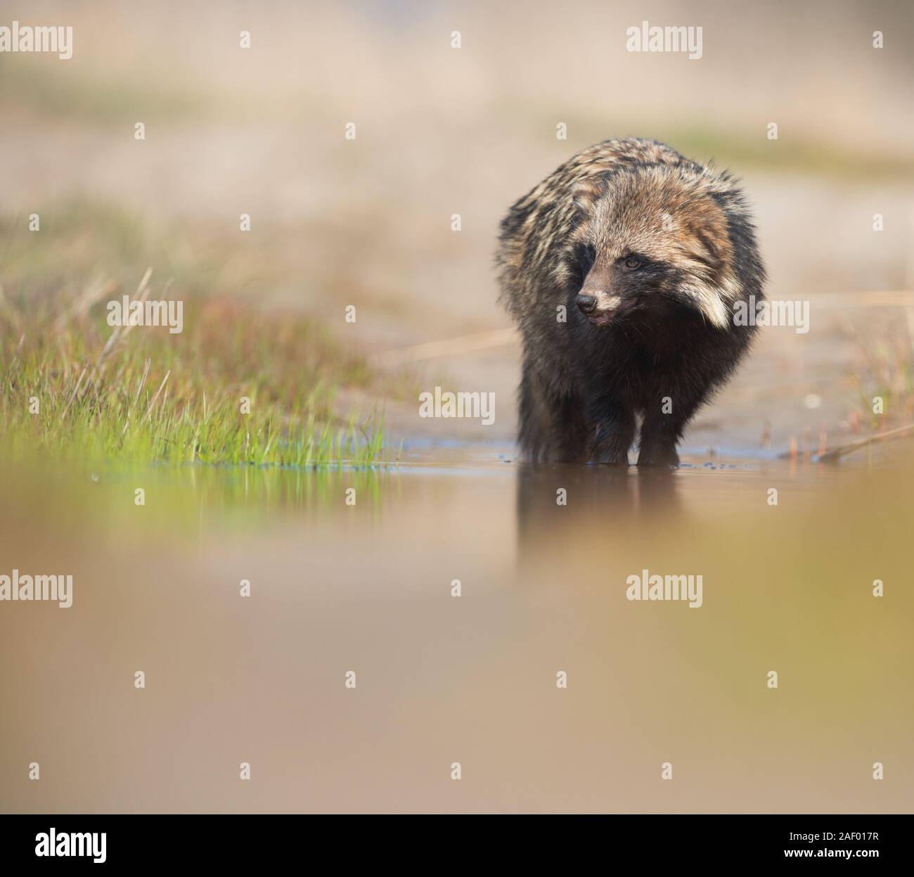 Invasive species dog hi-res stock photography and images - Alamy