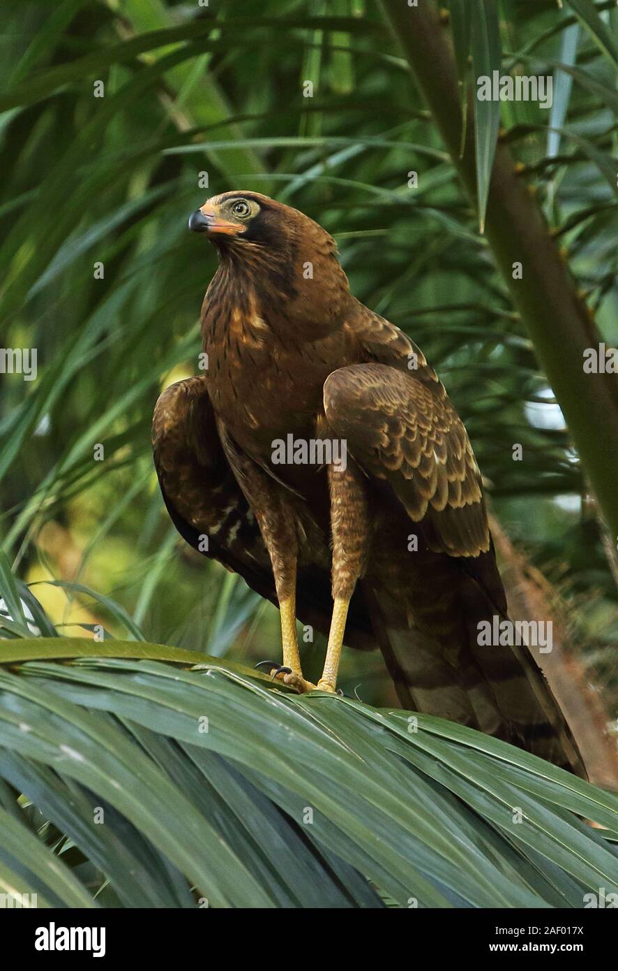 African harrier hawk polyboroides typus immature hi-res stock ...