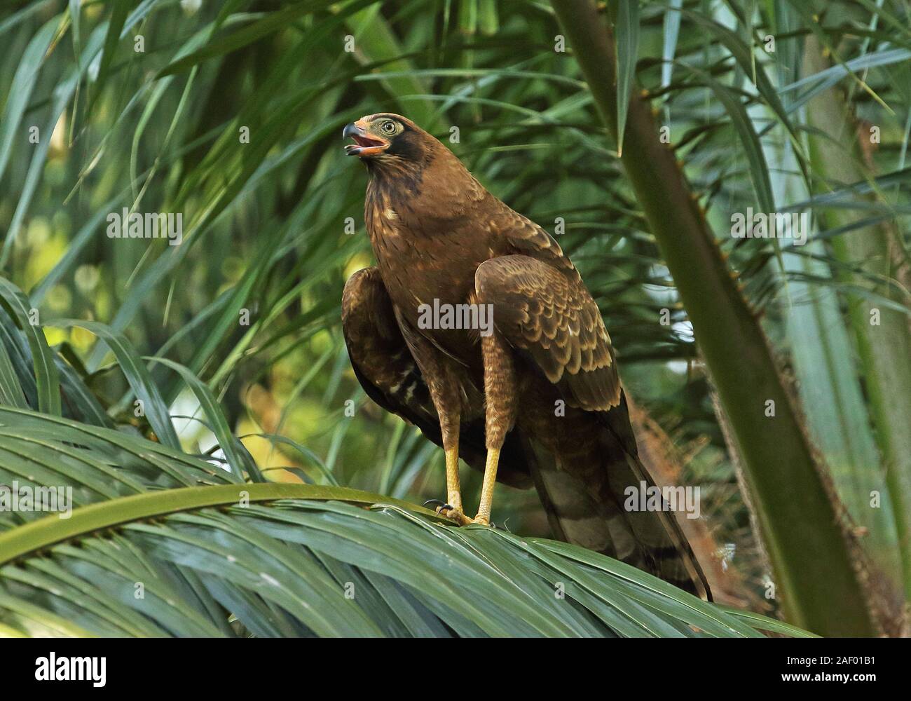 African harrier hawk hi-res stock photography and images - Alamy