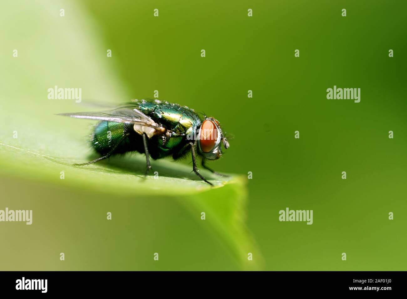Blowfly insect hi-res stock photography and images - Alamy