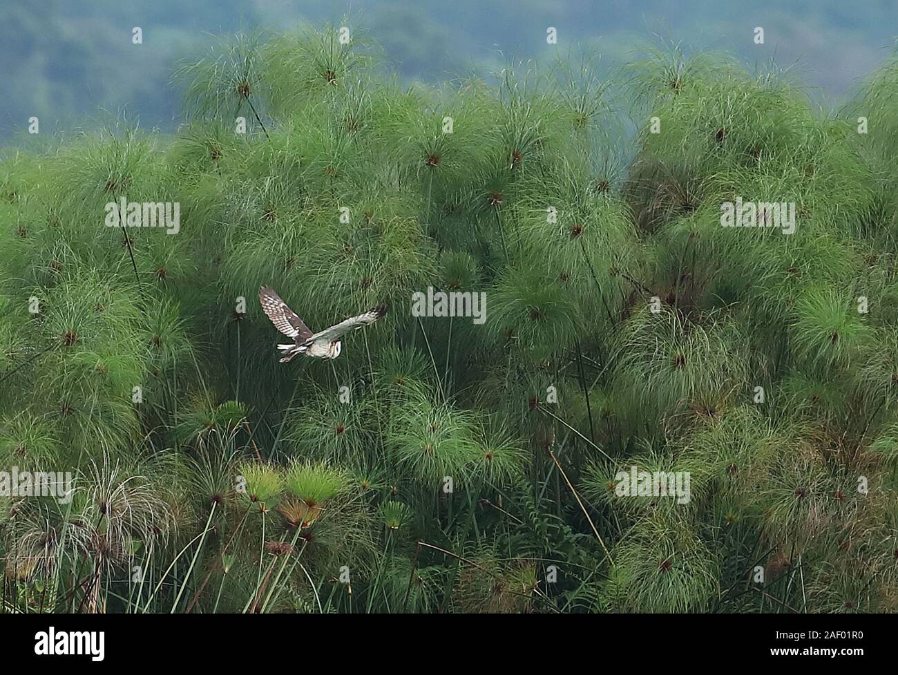 Papyrus Marsh High Resolution Stock Photography and Images - Alamy