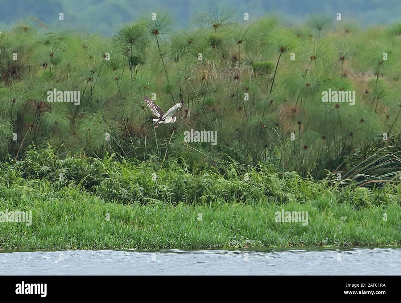 African Grass-owl (Tyto capensis capensis) adult in flight over papyrus ...