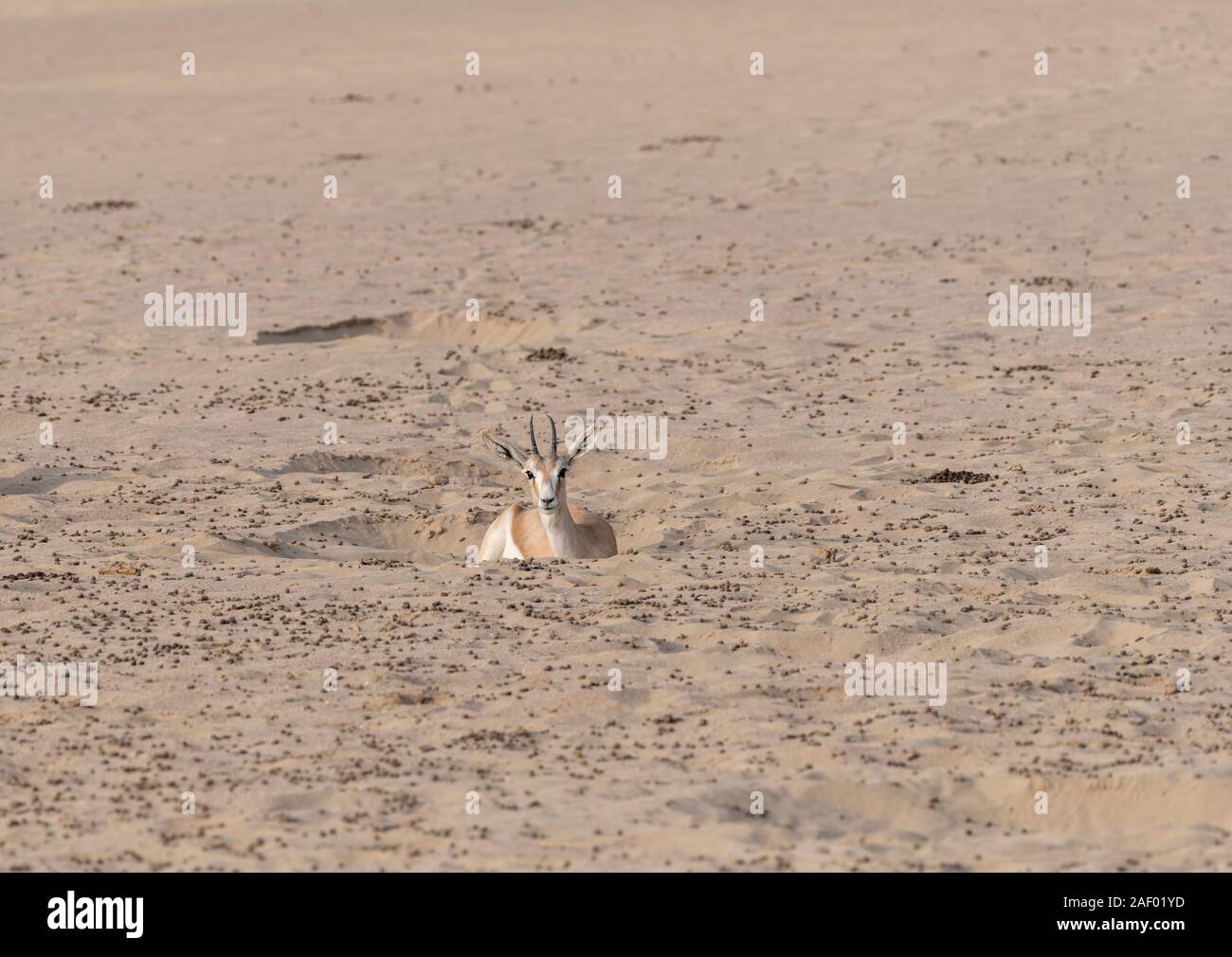 Qatar Fauna High Resolution Stock Photography and Images - Alamy