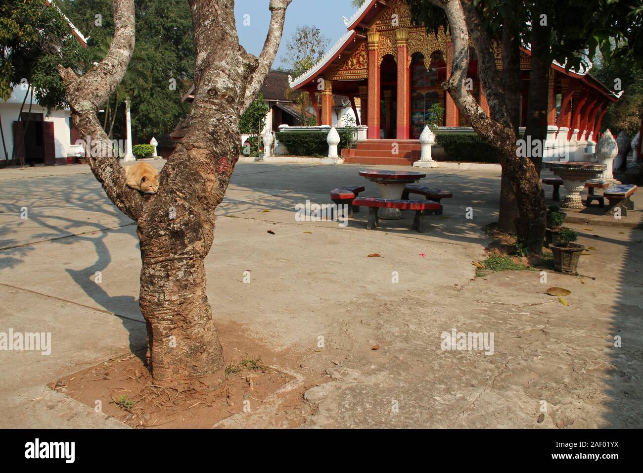 buddhist temple (Wat Boupha Viphasana Ram) in luang prabang (laos Stock ...