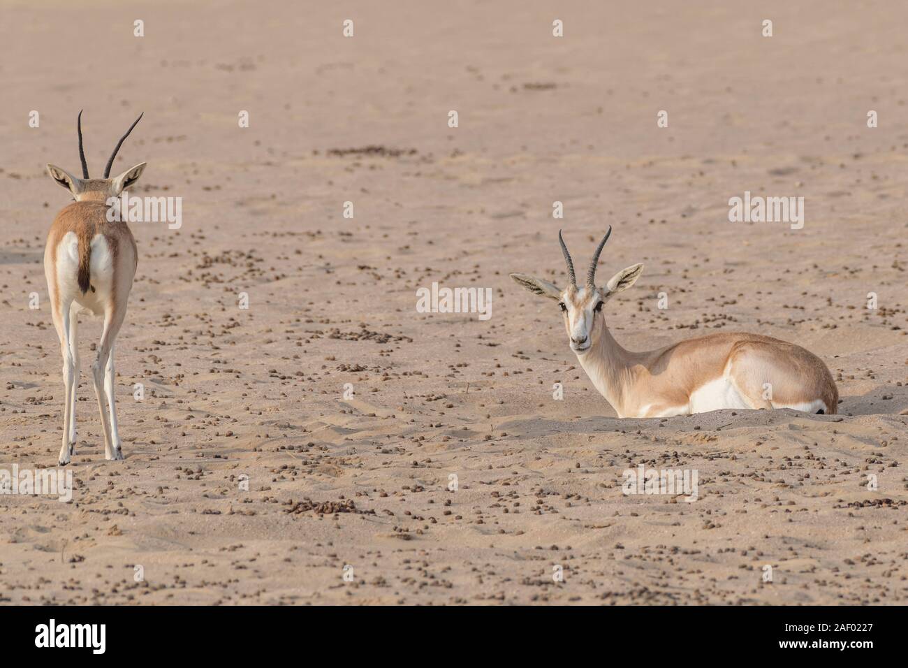 two Arabian sand gazelles in the Middle East desert , Arabian Peninsula ...