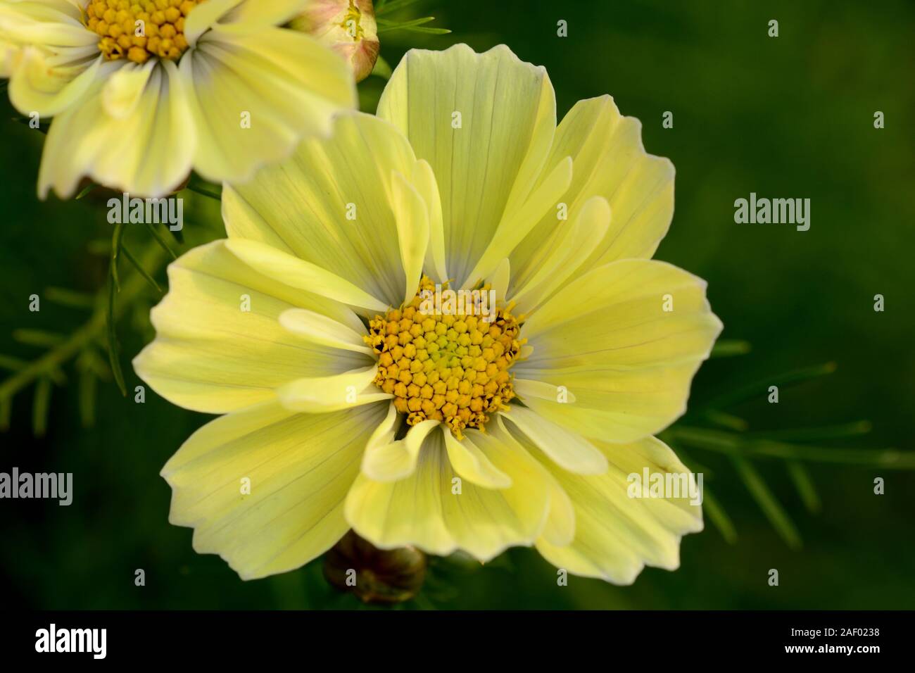 Cosmos xanthus hi-res stock photography and images - Alamy