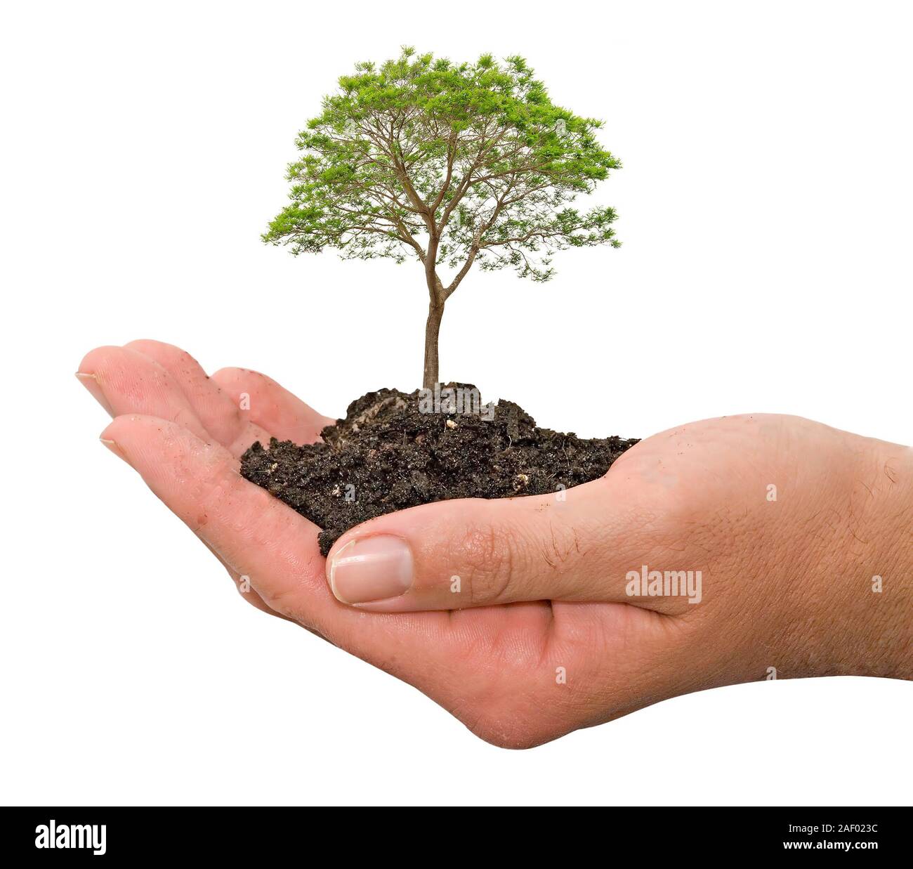 Hand tree planting Cut Out Stock Images & Pictures - Alamy