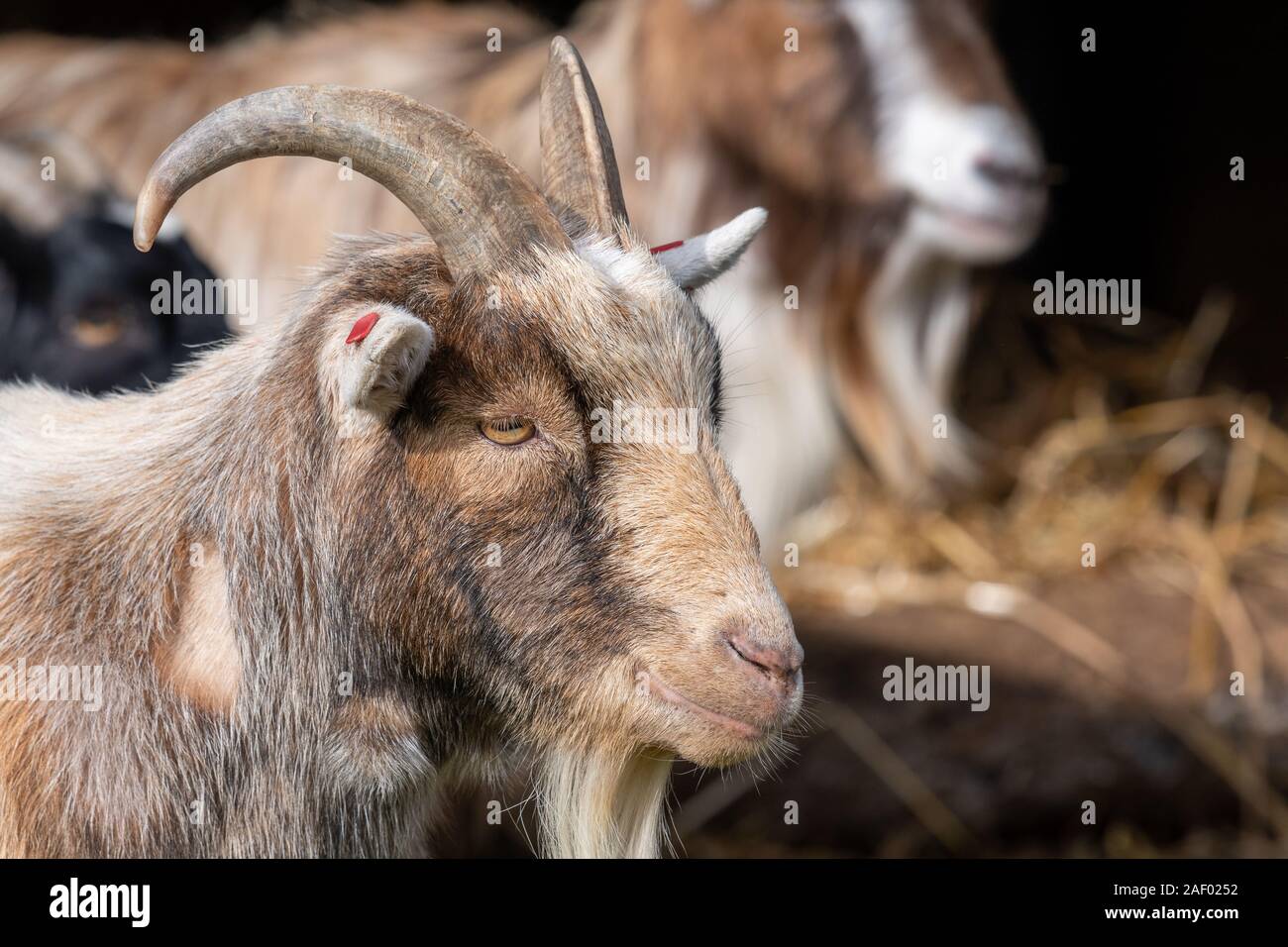Head shot of a goat Stock Photo - Alamy