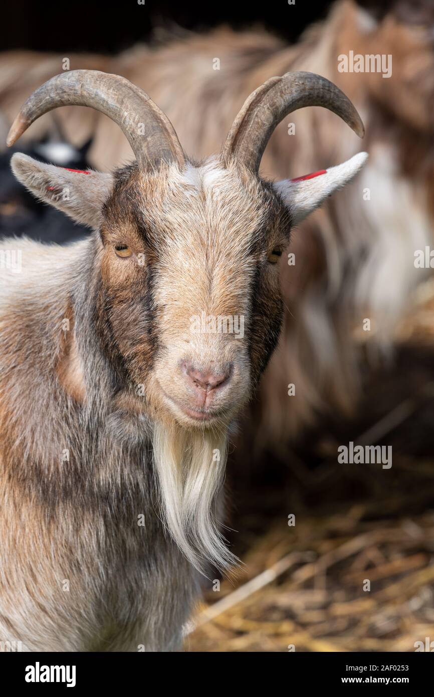 Head shot of a goat Stock Photo - Alamy