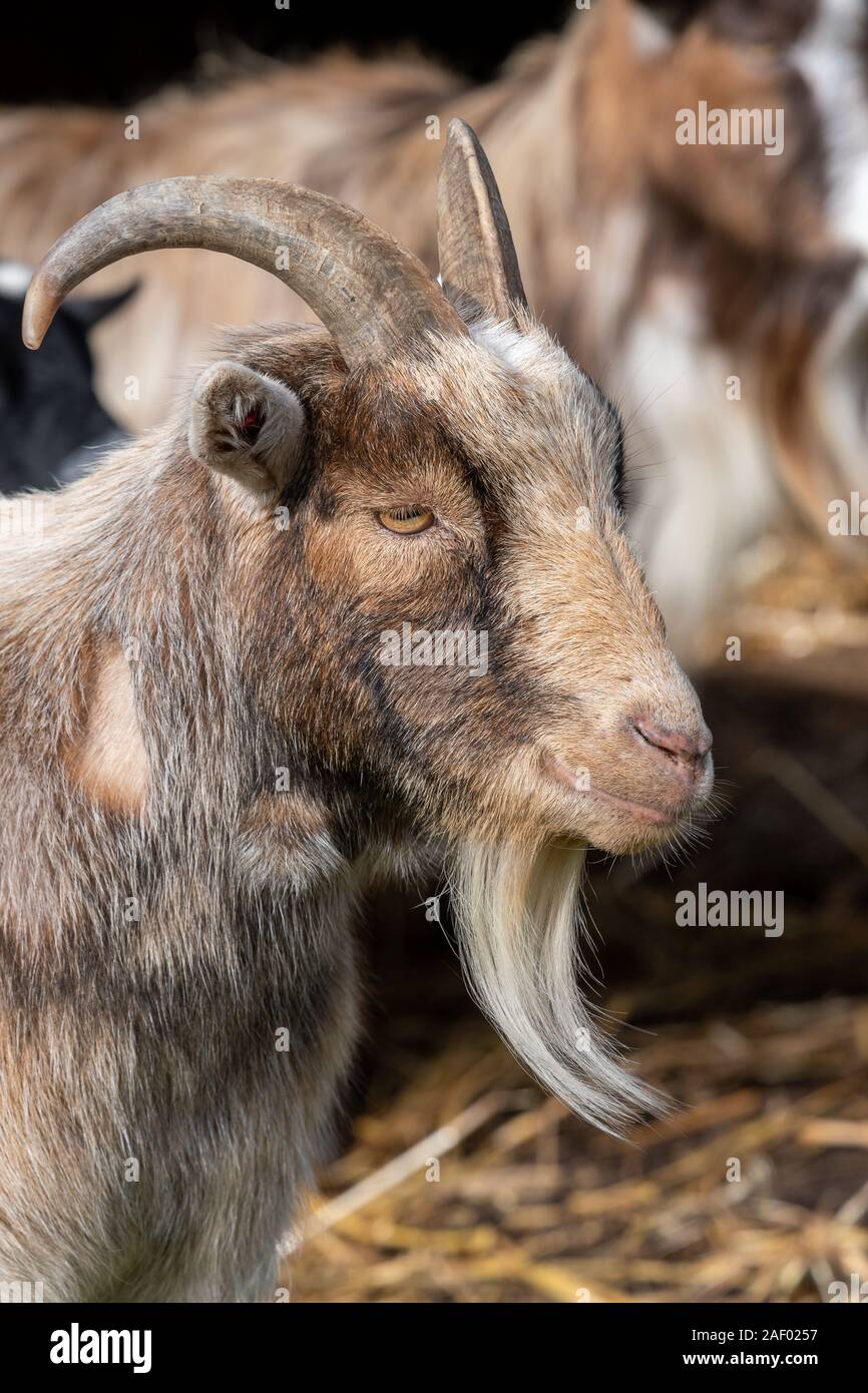 Head shot of a goat Stock Photo - Alamy