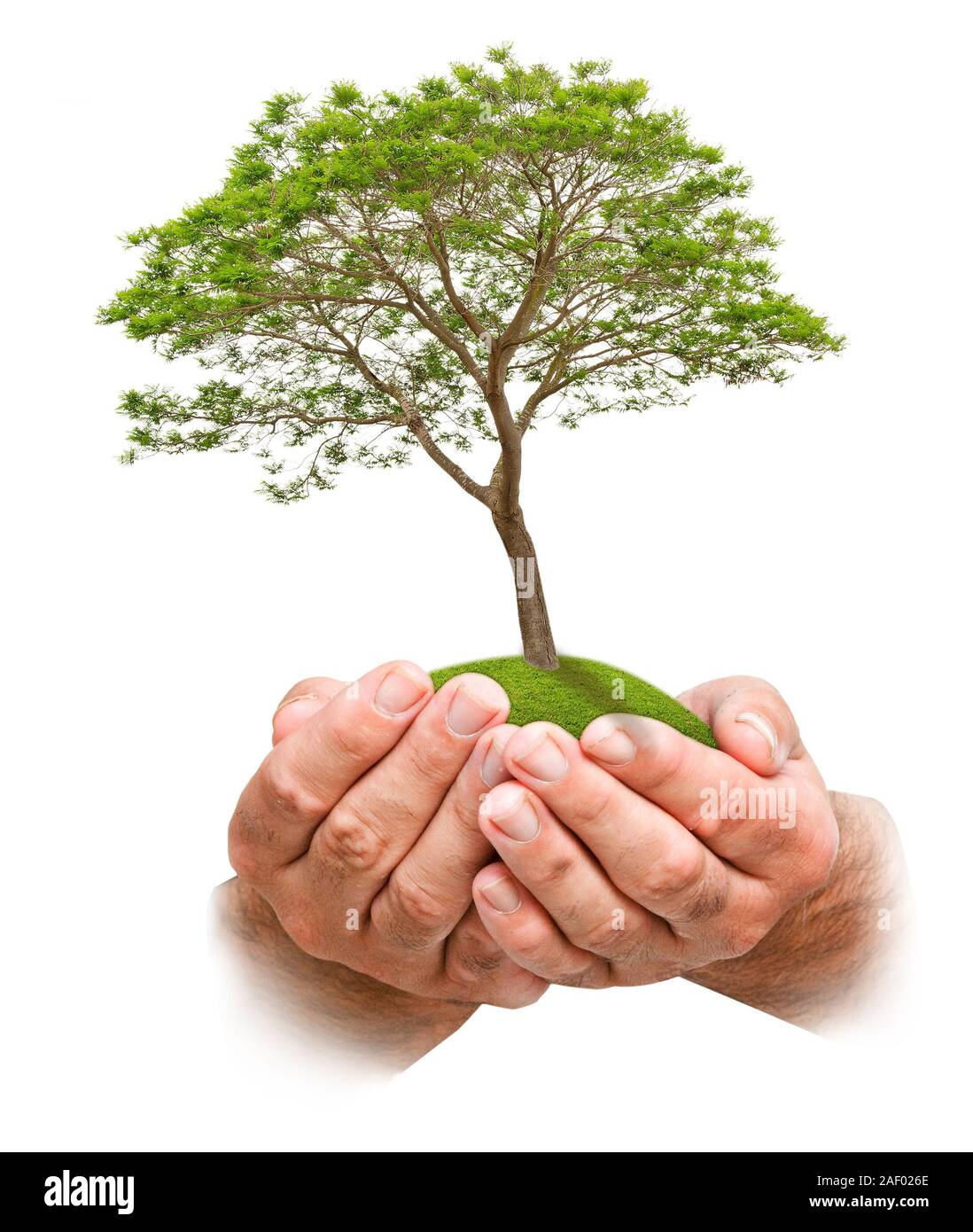 Tree in hands Stock Photo - Alamy