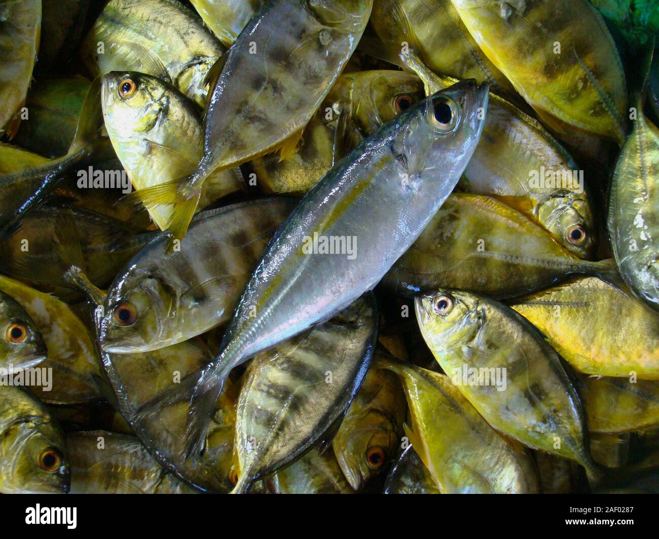 Freshly caught juvenile fish for sale at a fish stall in Mindoro island ...