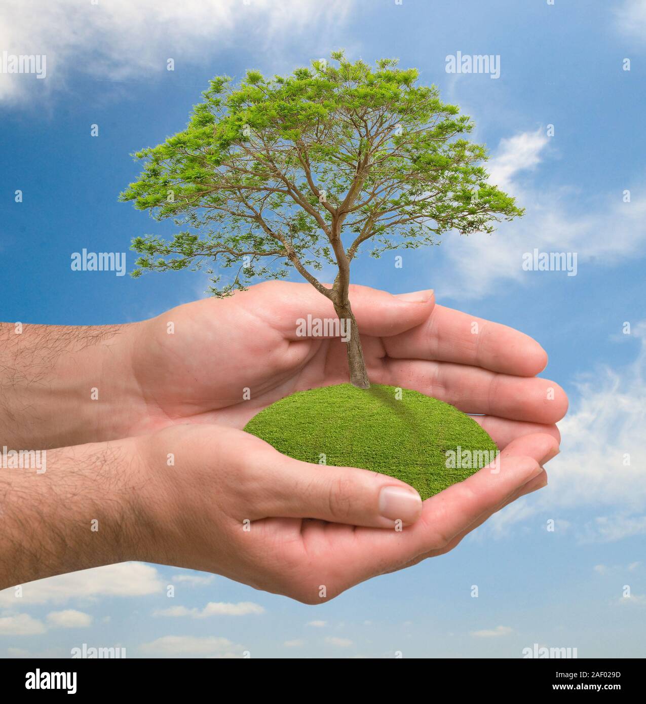 Tree in hands Stock Photo - Alamy